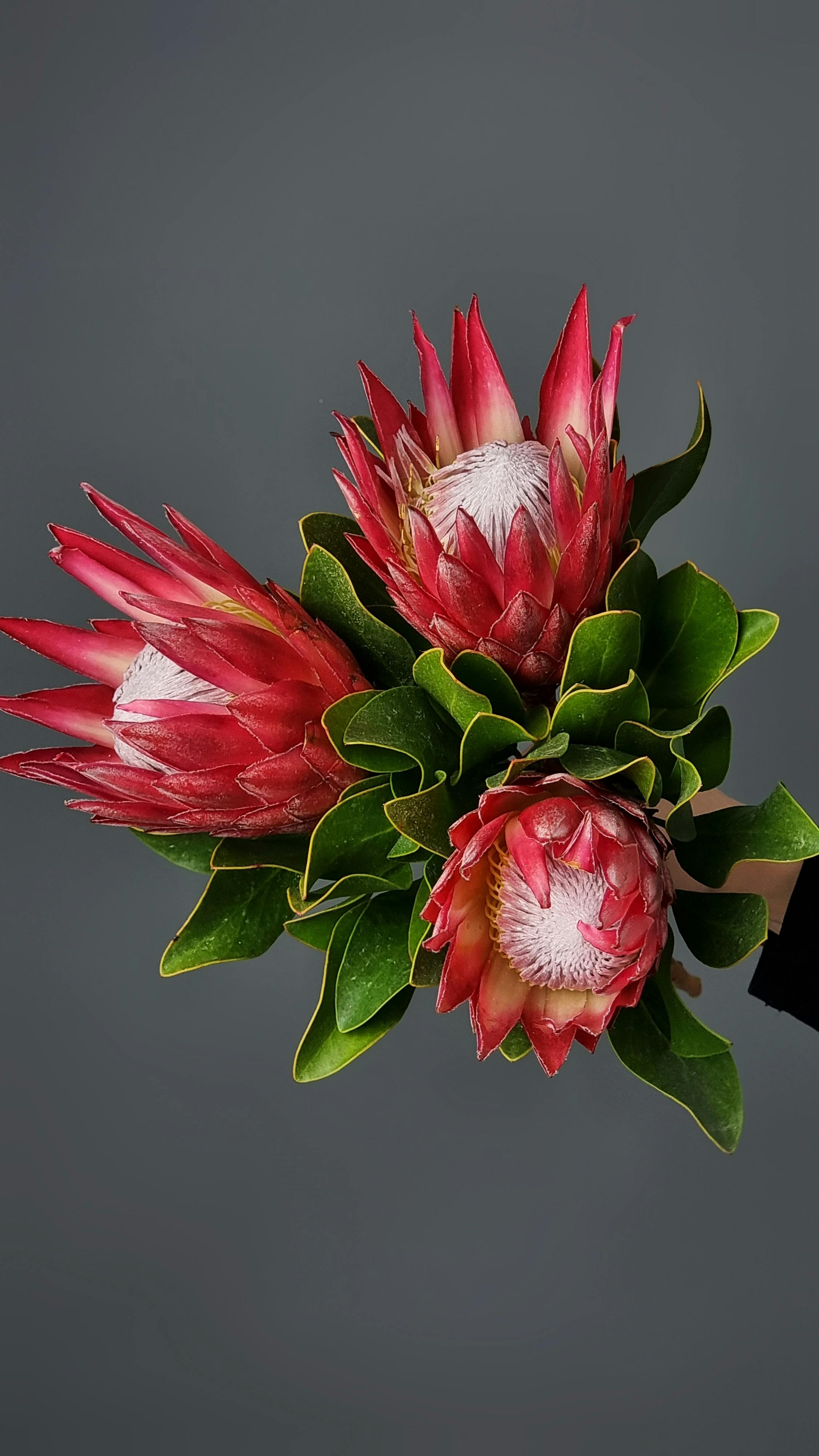 Bunch of different flowers of different forms and colors · Free Stock Photo