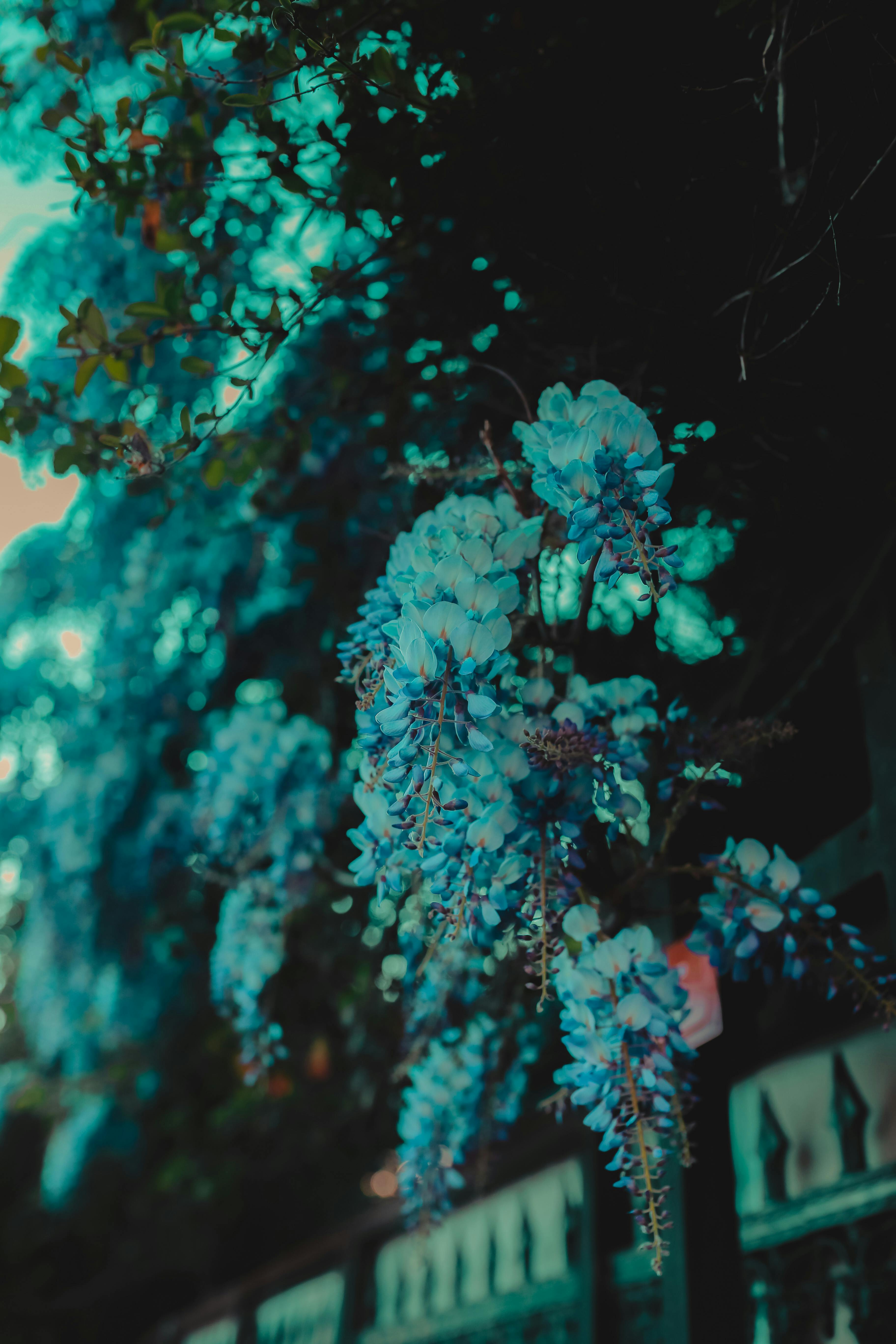 Blue Flowers on a Tree · Free Stock Photo