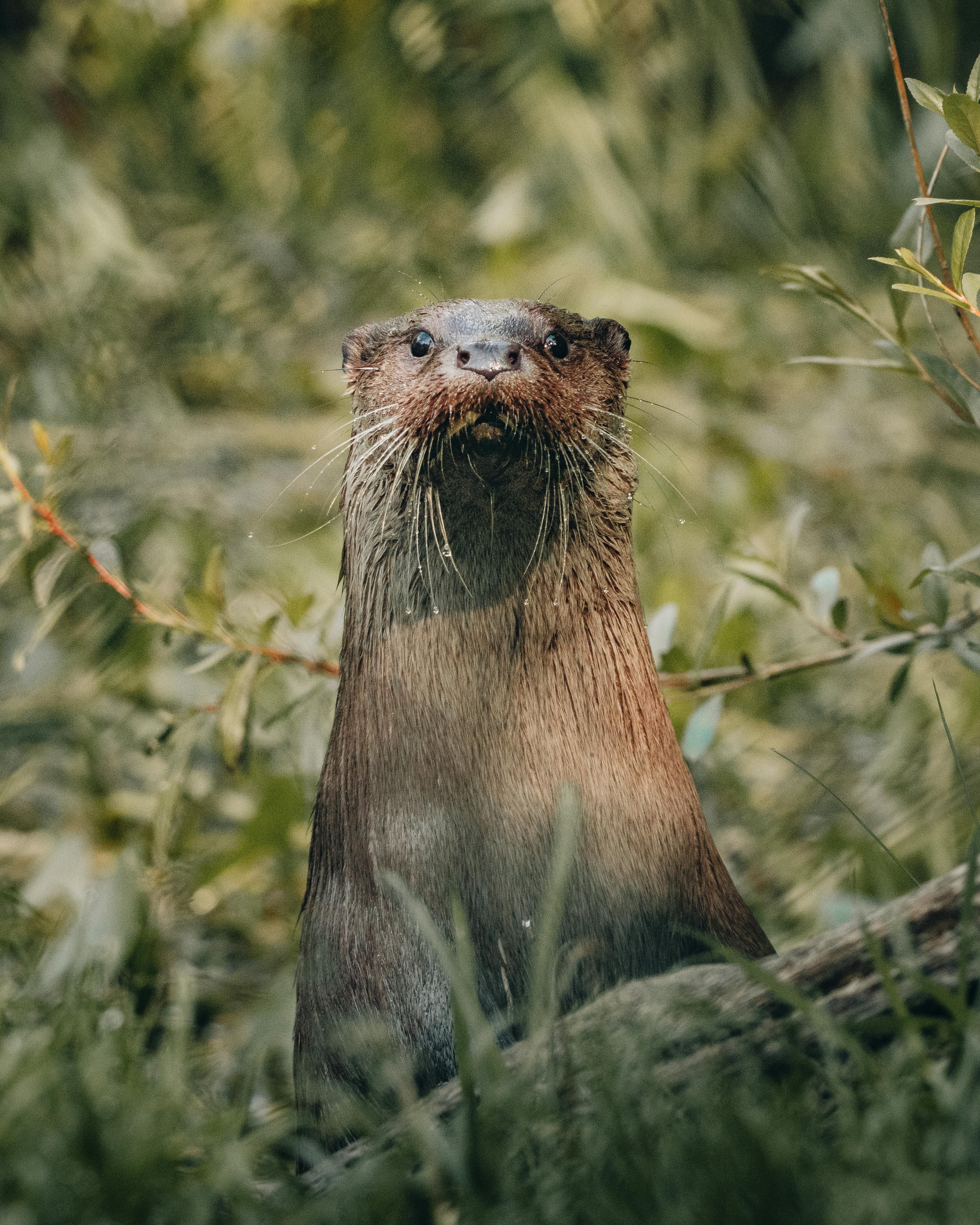 Otter looking at camera in greenery · Free Stock Photo