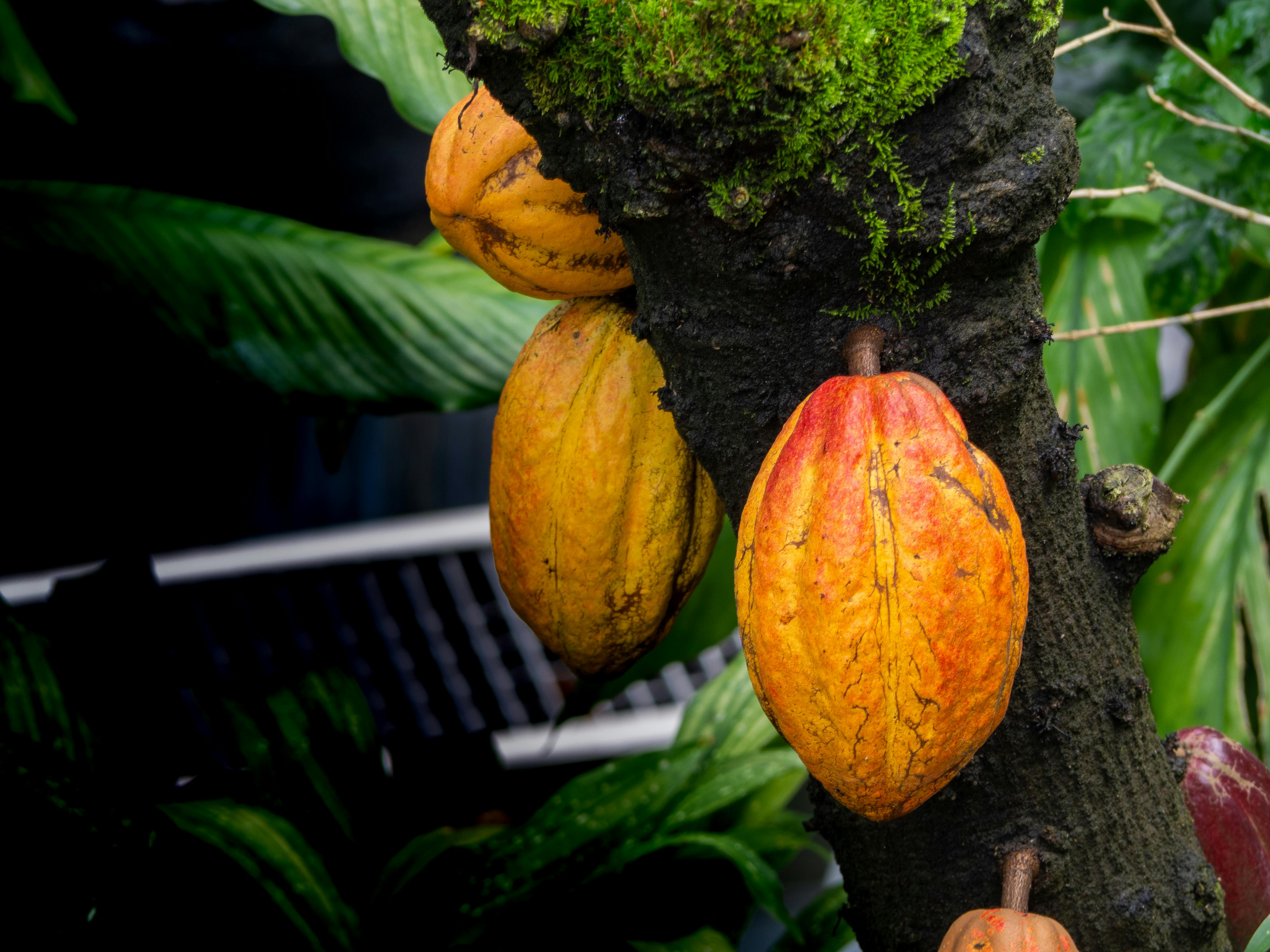 Cacao Fruits On Tree · Free Stock Photo