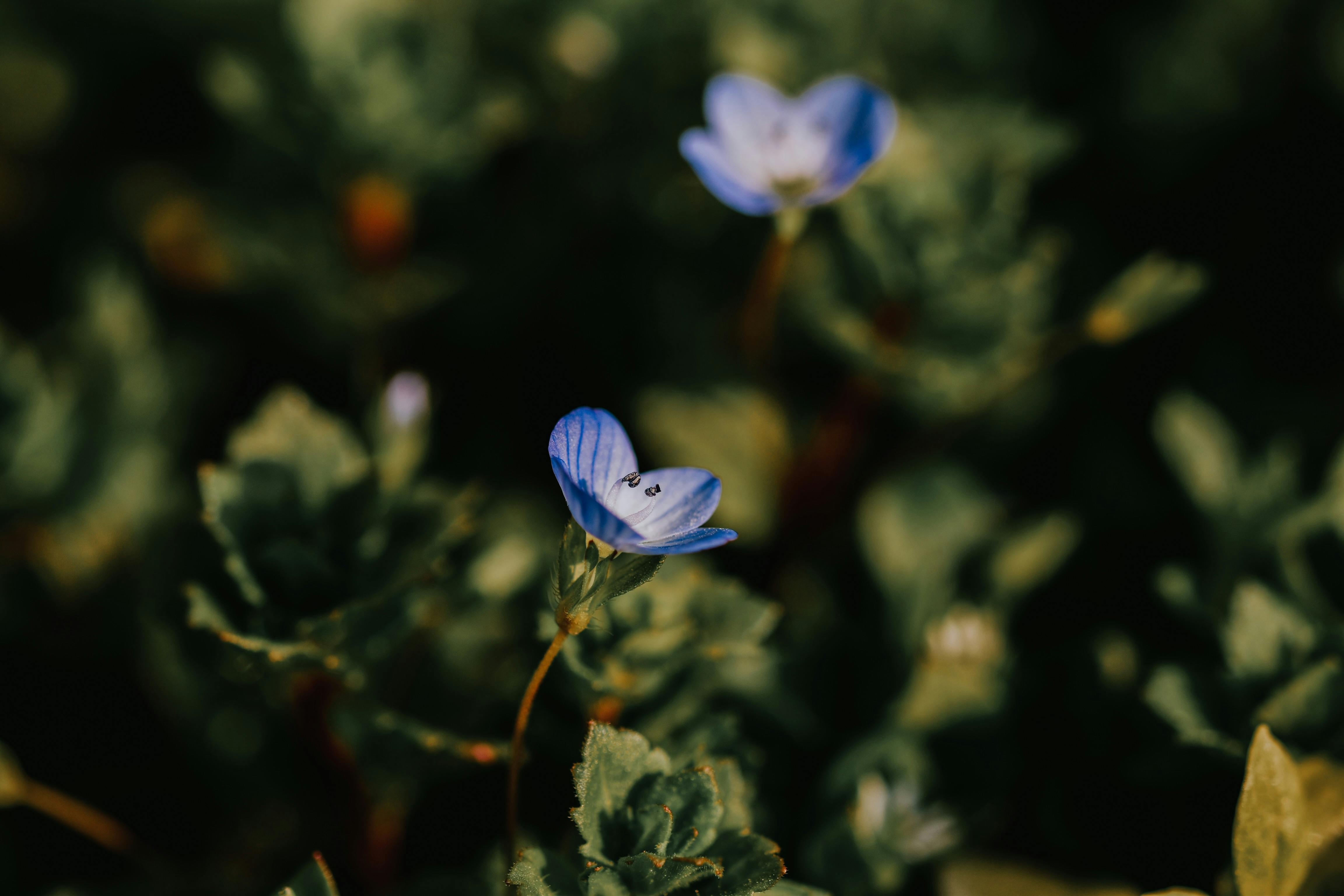 German Speedwell Flowers in Bloom · Free Stock Photo