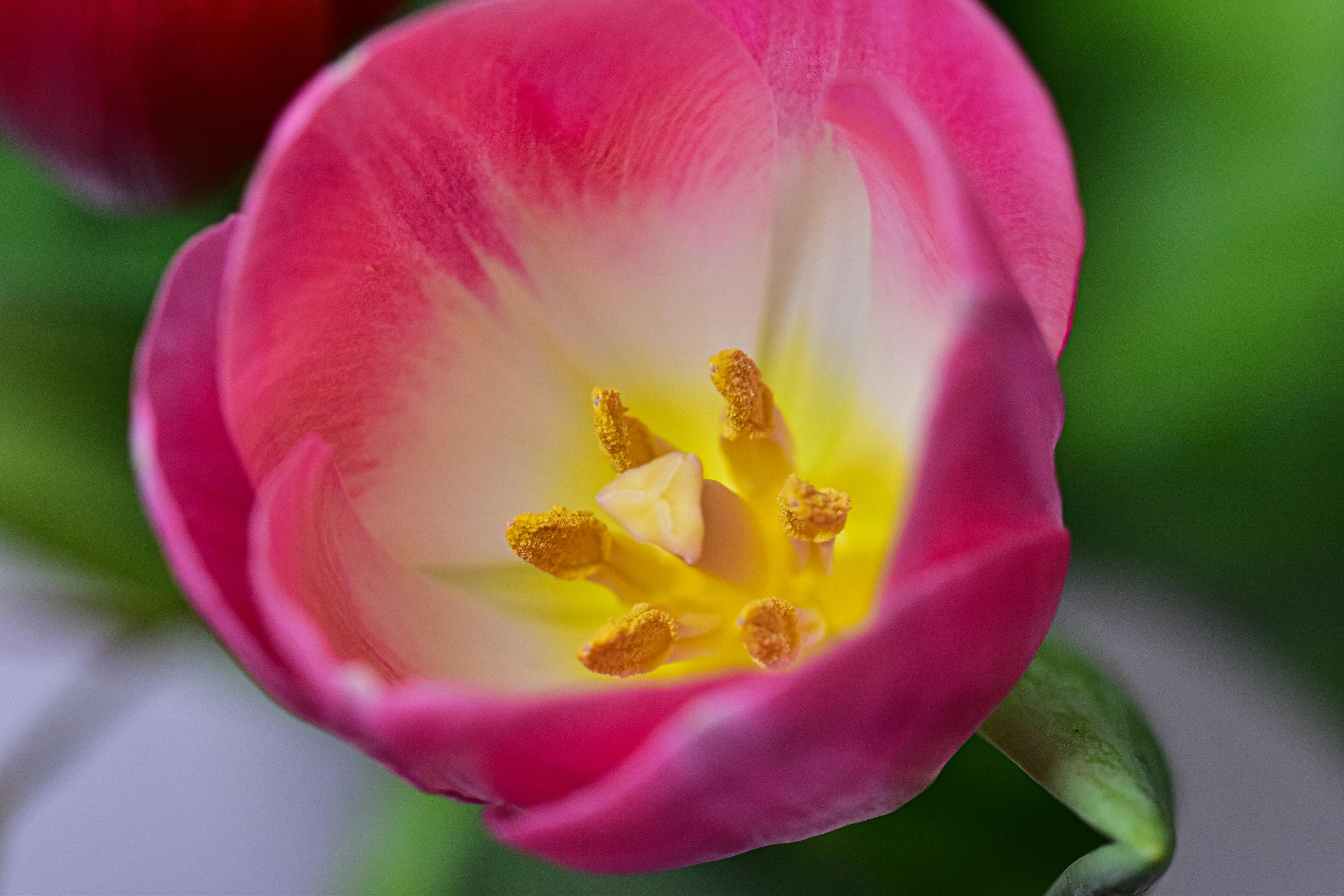 Macro Shot of a Garden Tulip · Free Stock Photo