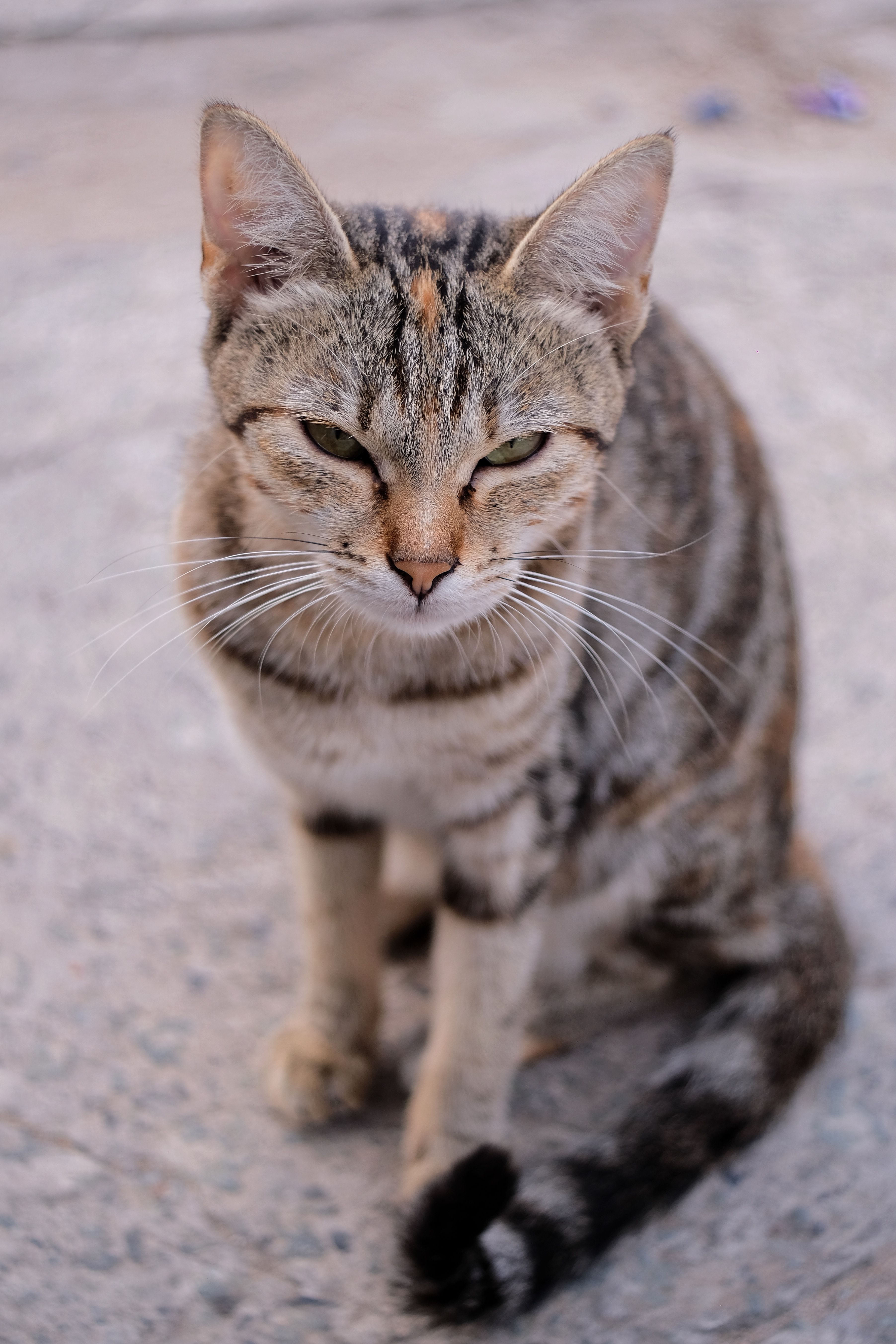 Cats Sitting near House Outdoors · Free Stock Photo