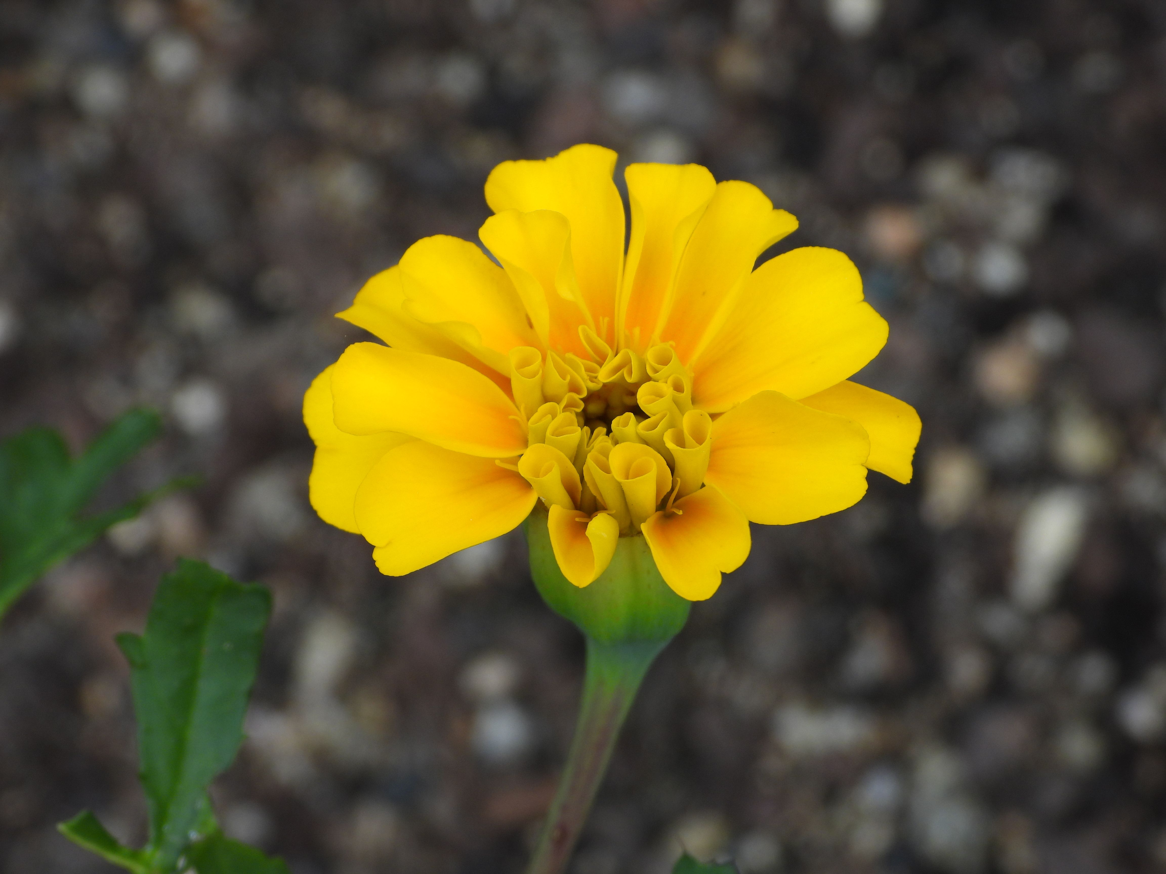 Yellow Flower in Close Up Photography · Free Stock Photo