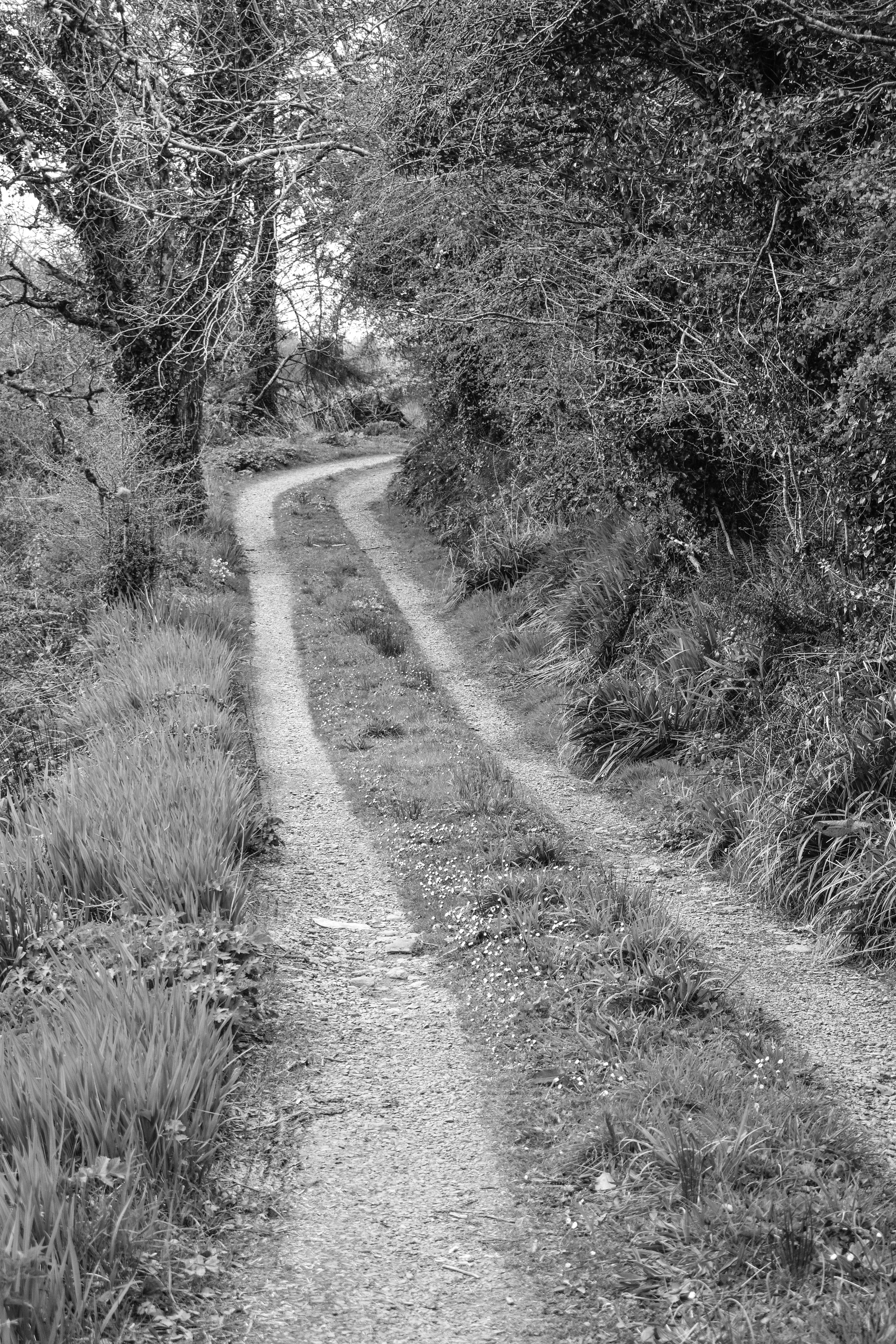A Winding Path Opening To Light Photos, Download The BEST Free A ...