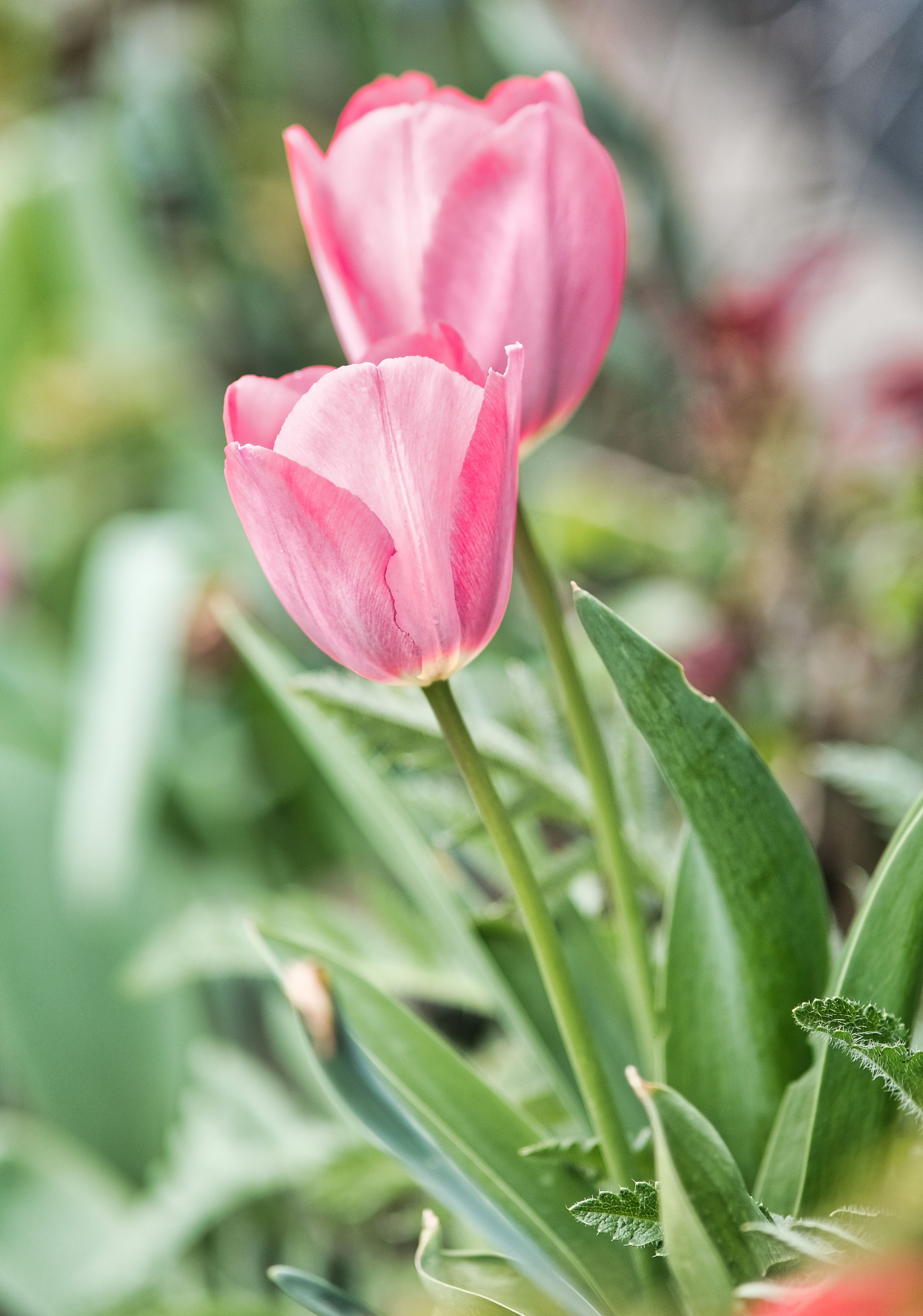 Pink Tulips in Close Up Shot · Free Stock Photo
