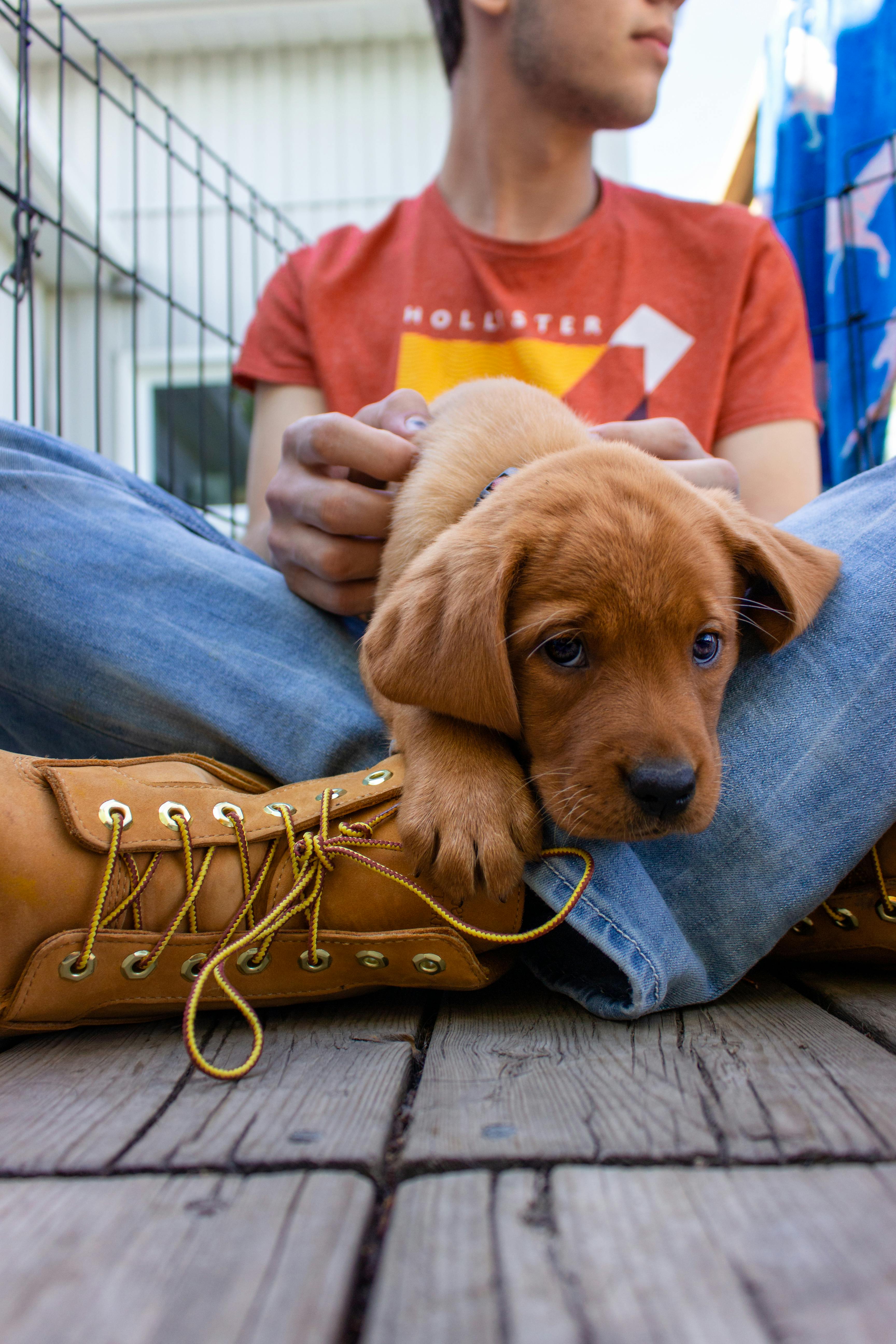 Photo of a Labrador Puppy on a Person's Lap · Free Stock Photo