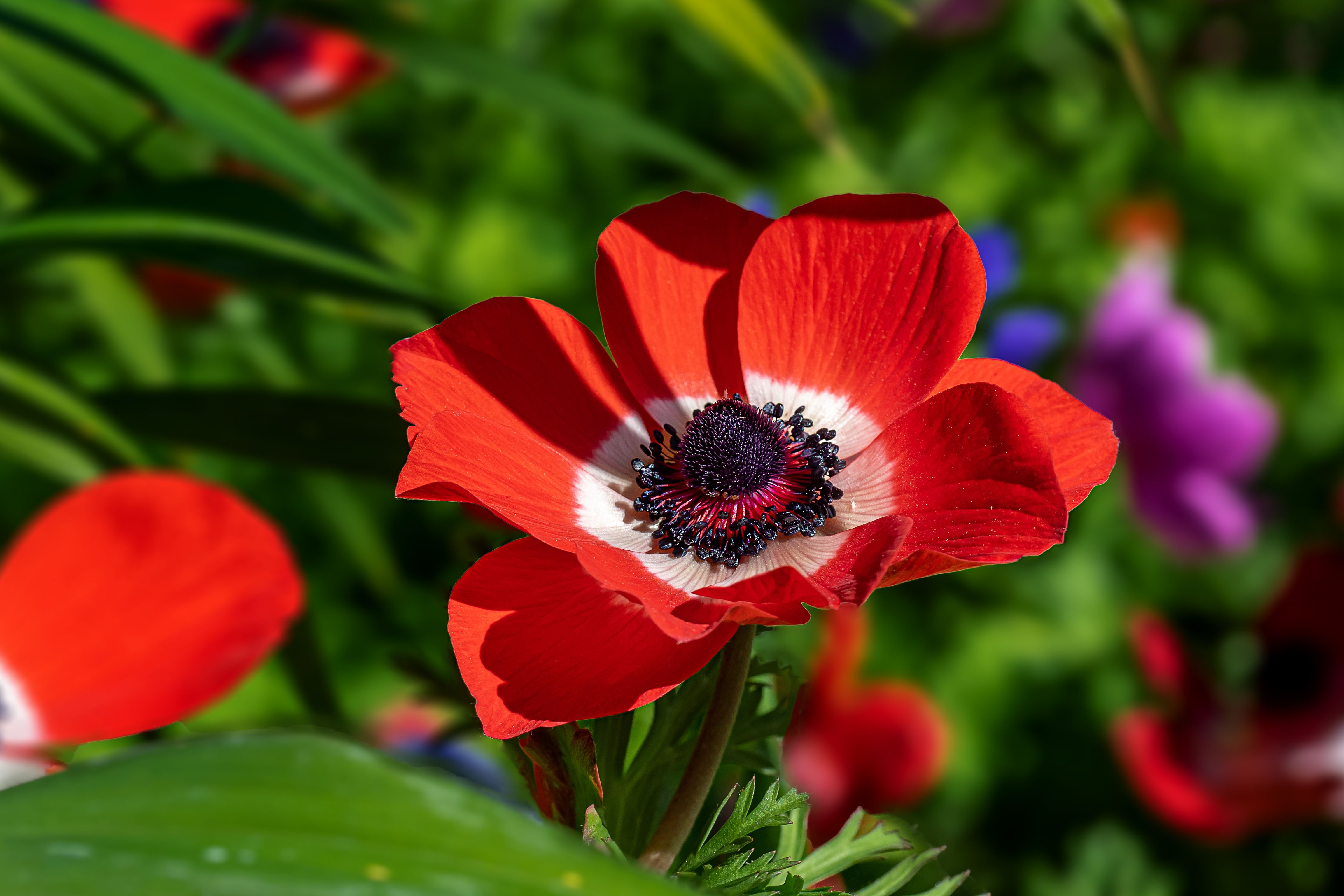 34+ Best Free Flor Stock Photos & Images · 100% Royalty-Free HD Downloads