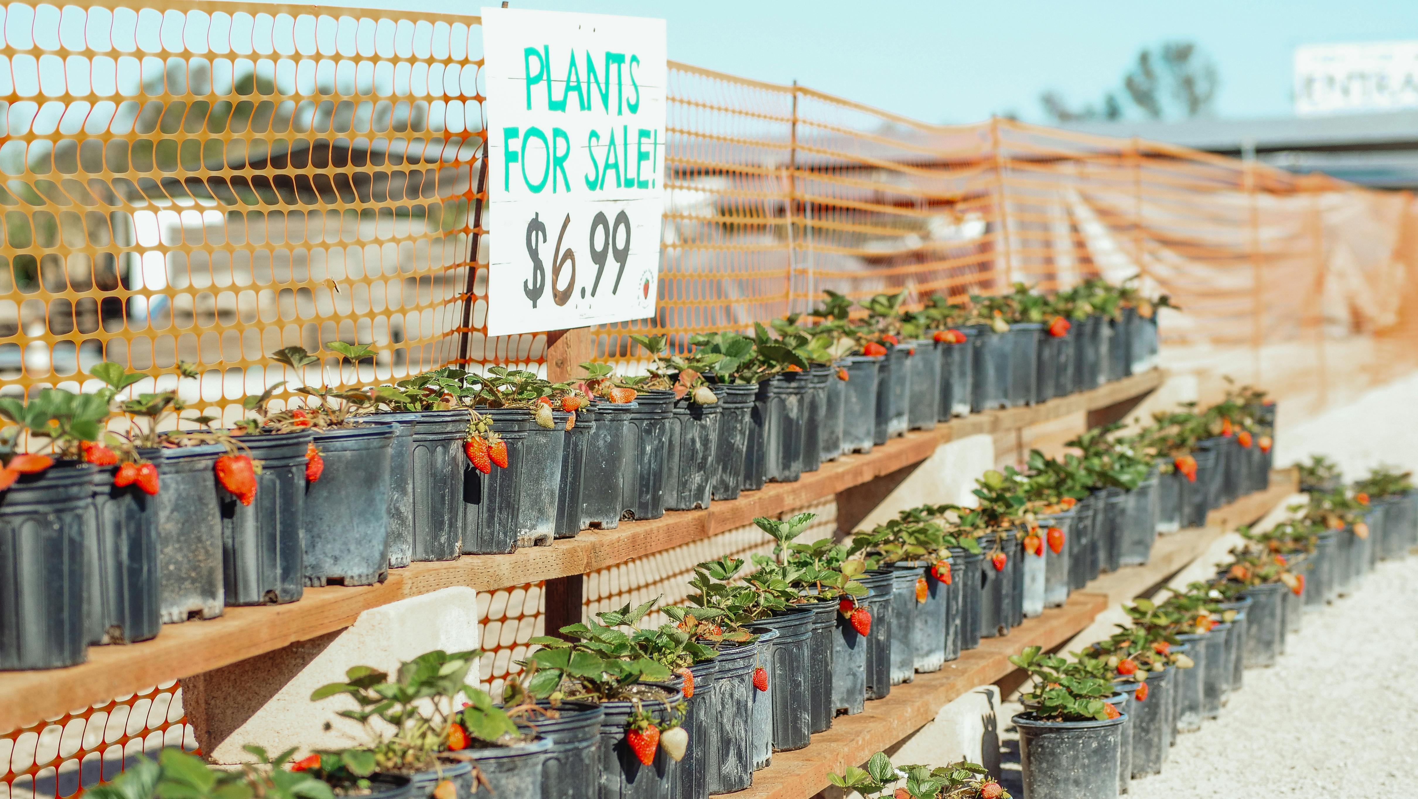 Potted Strawberry Plants for Sale · Free Stock Photo