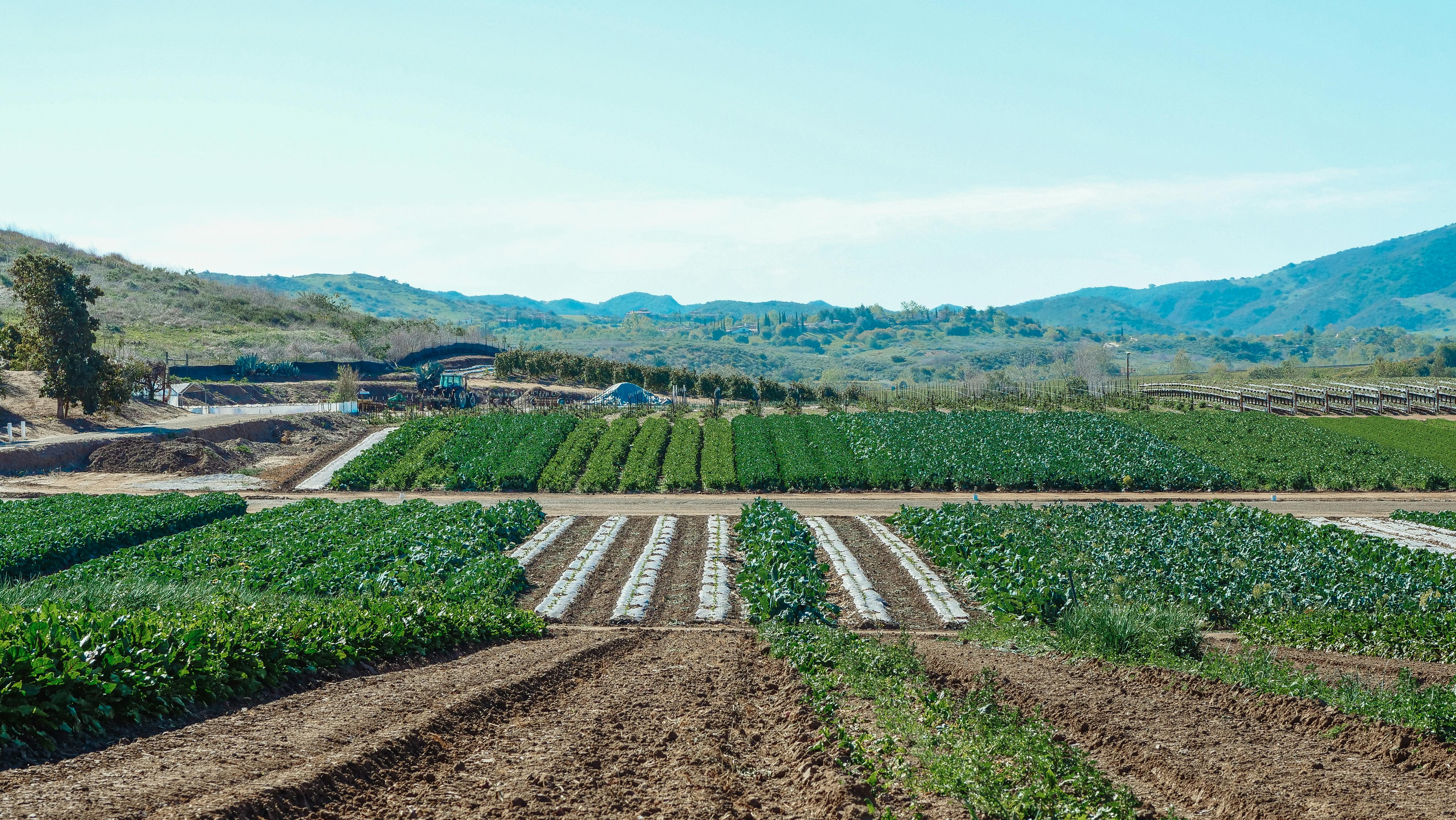 Green Plantation Near Mountain · Free Stock Photo