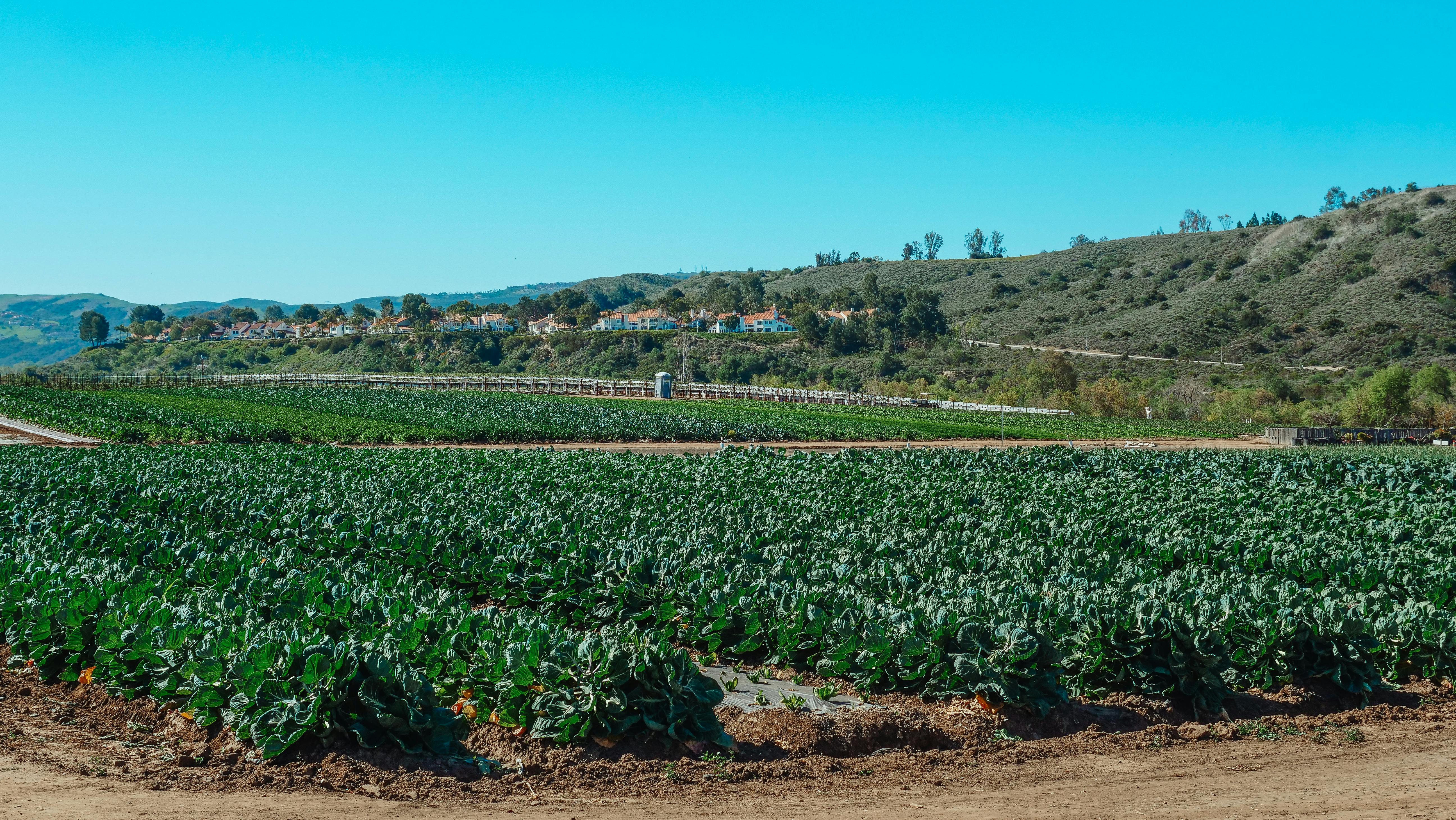 Joseph Gallo Farms: How It Works and Why It Succeeds