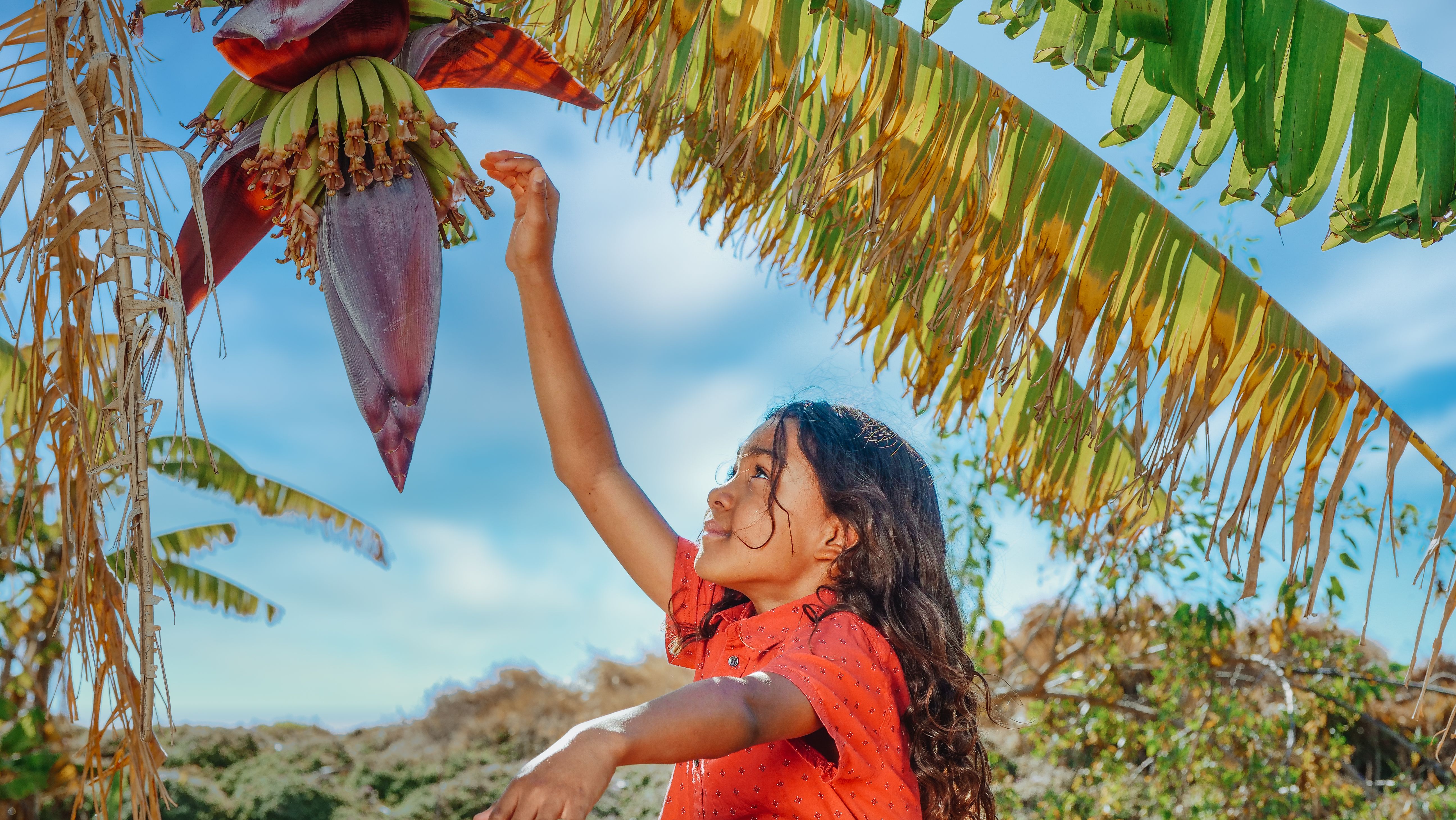 A Girl Under a Banana Tree Reaching for the Banana Blossom · Free Stock ...