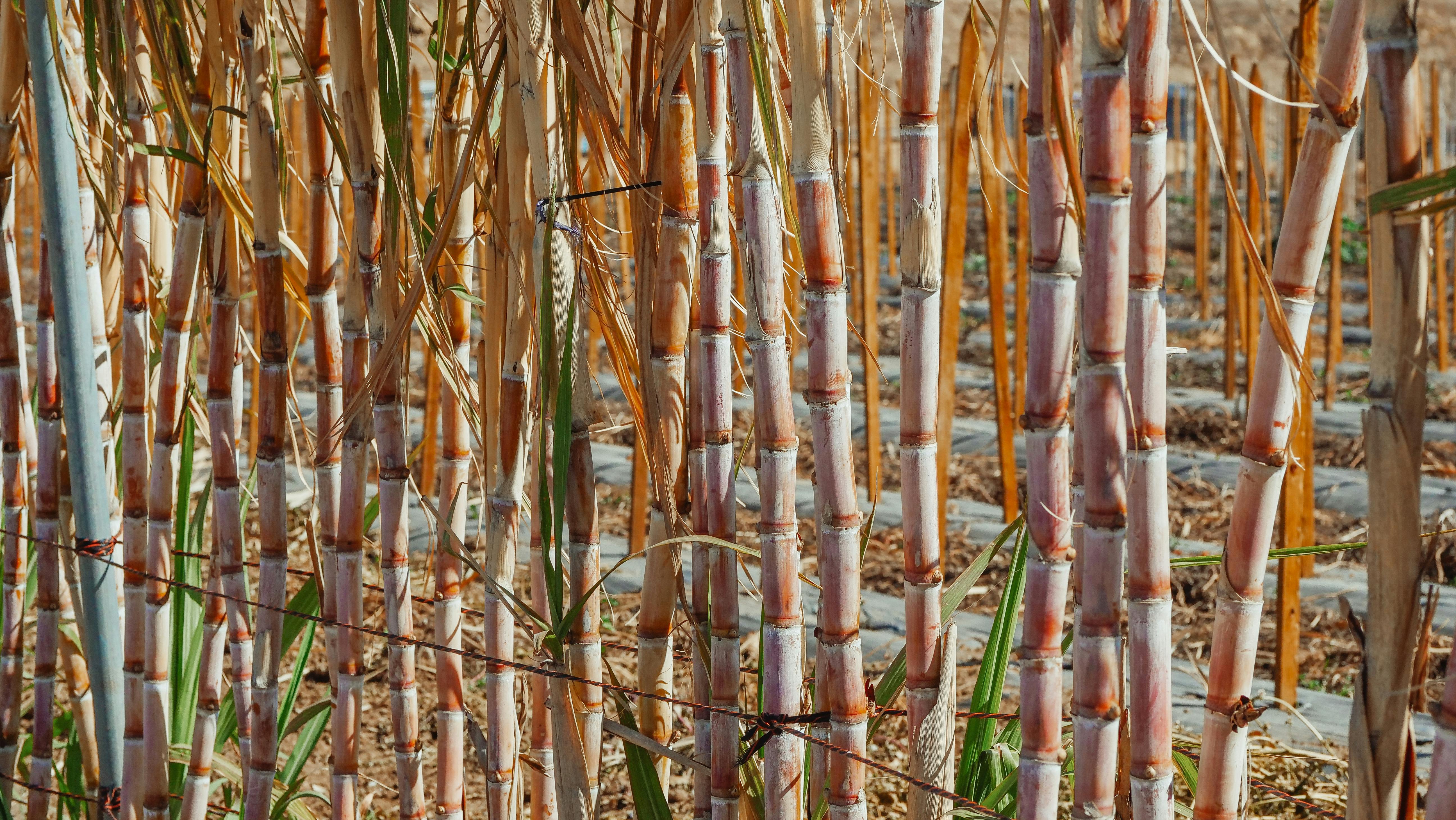 10,000+ Best Sugar Cane Photos · 100% Free Download · Pexels Stock Photos