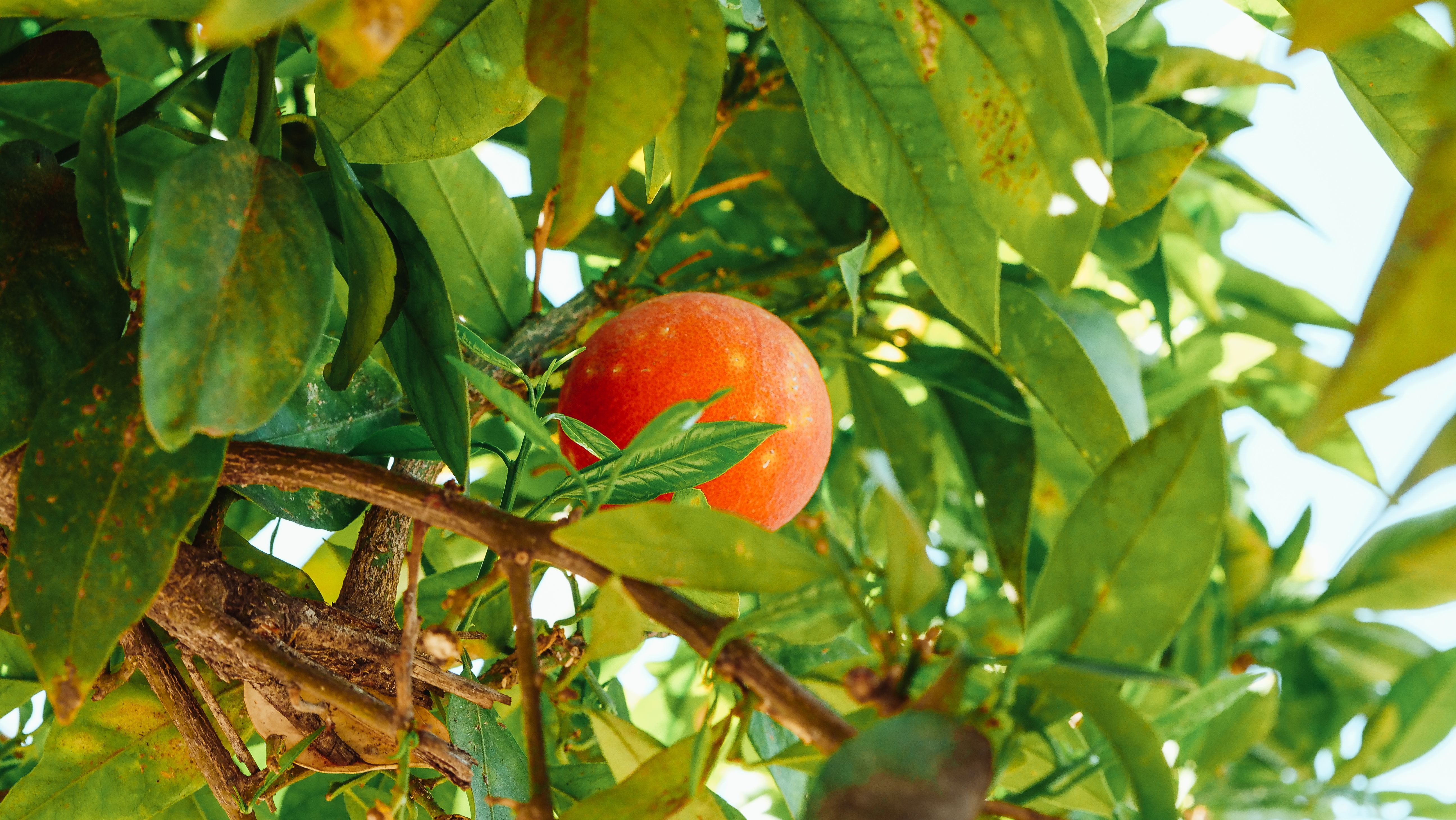 Close-Up Shot of a Fresh Orange Fruit · Free Stock Photo