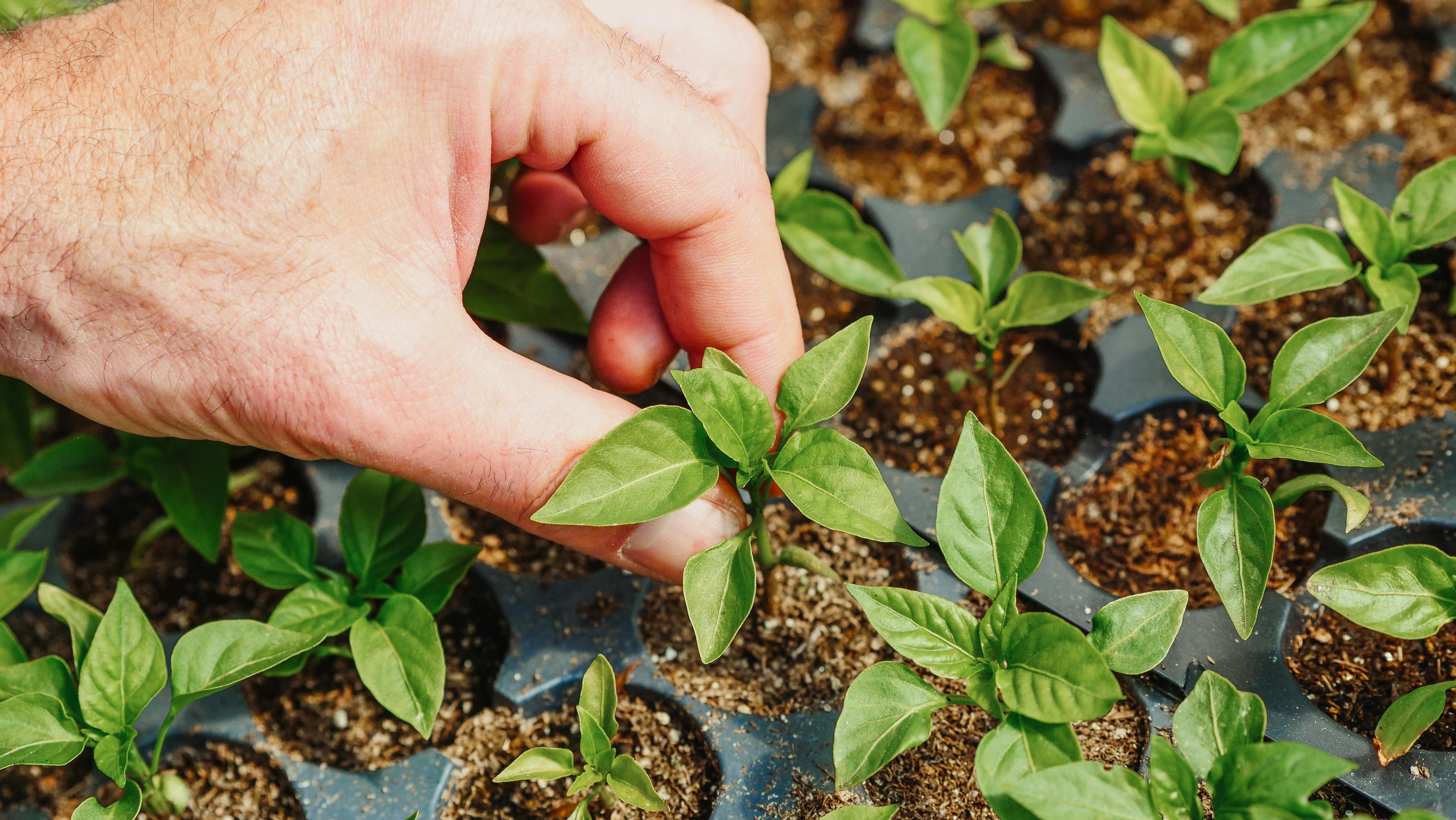 Close-Up Shot of a Person Touching a Growing Sprout · Free Stock Photo