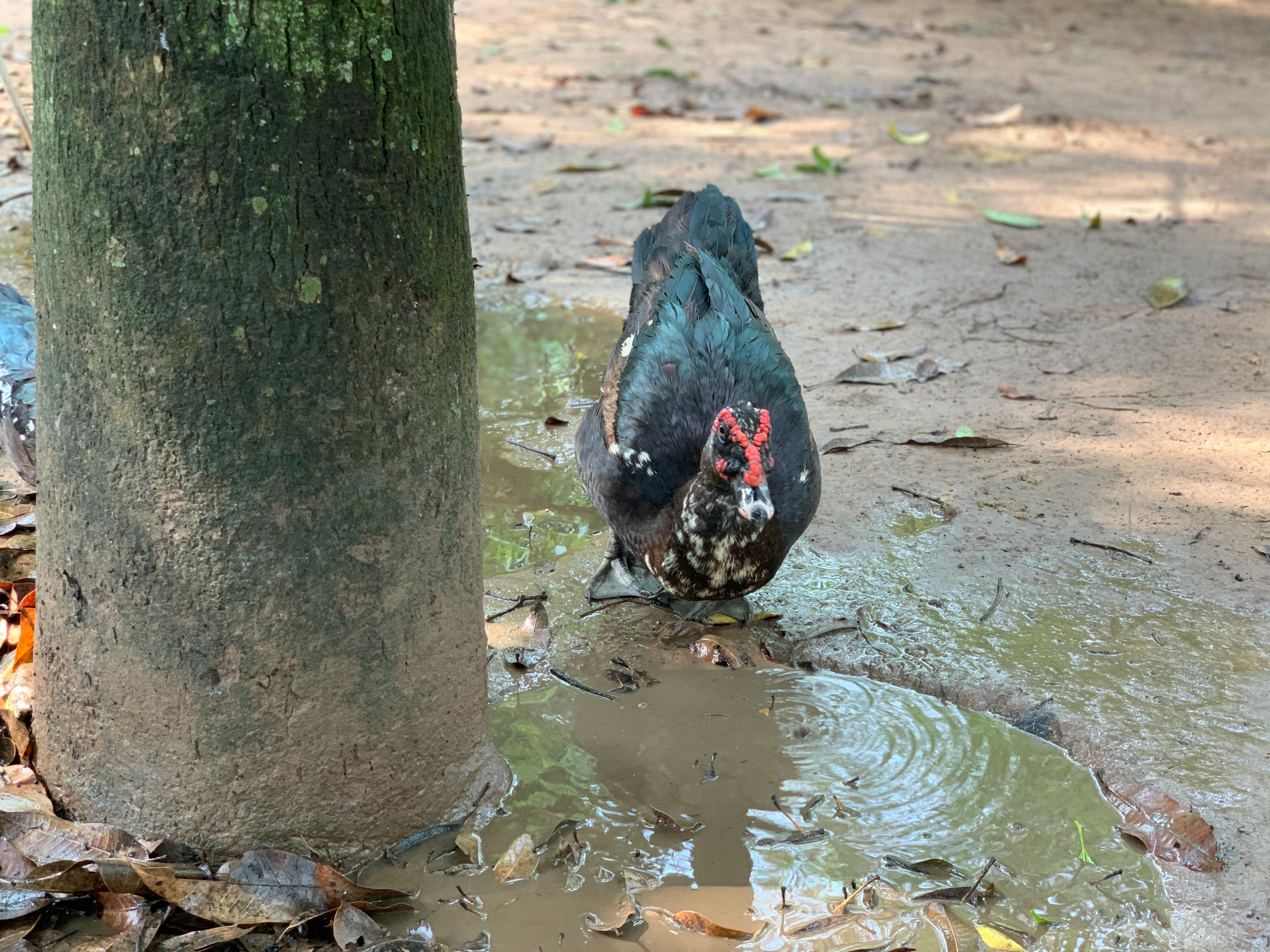 Animal 8 Photos & Videos Collected by Lim Kanika