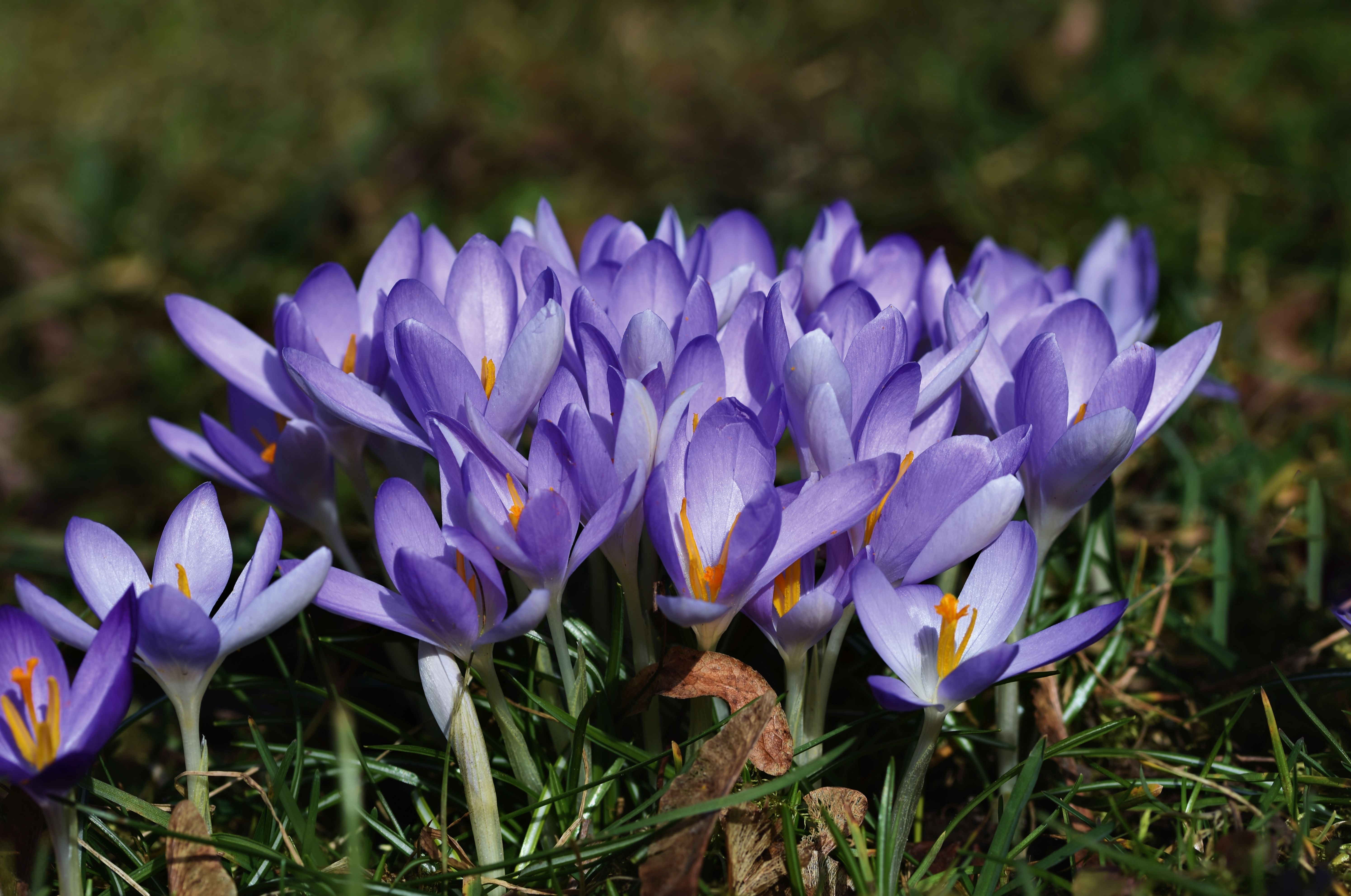 Purple Crocus Flowers in Bloom · Free Stock Photo