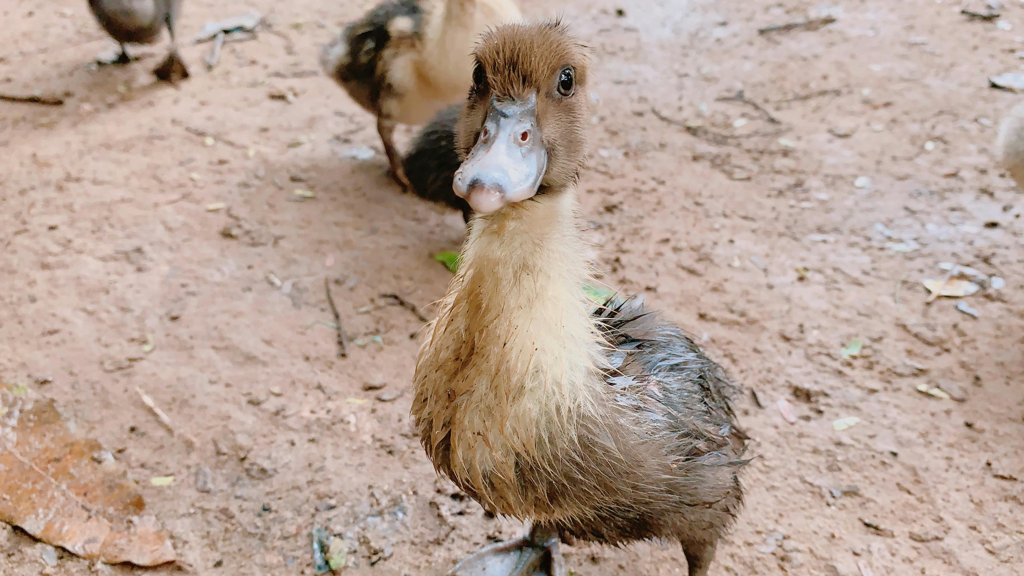 Animal 8 Photos & Videos Collected by Lim Kanika