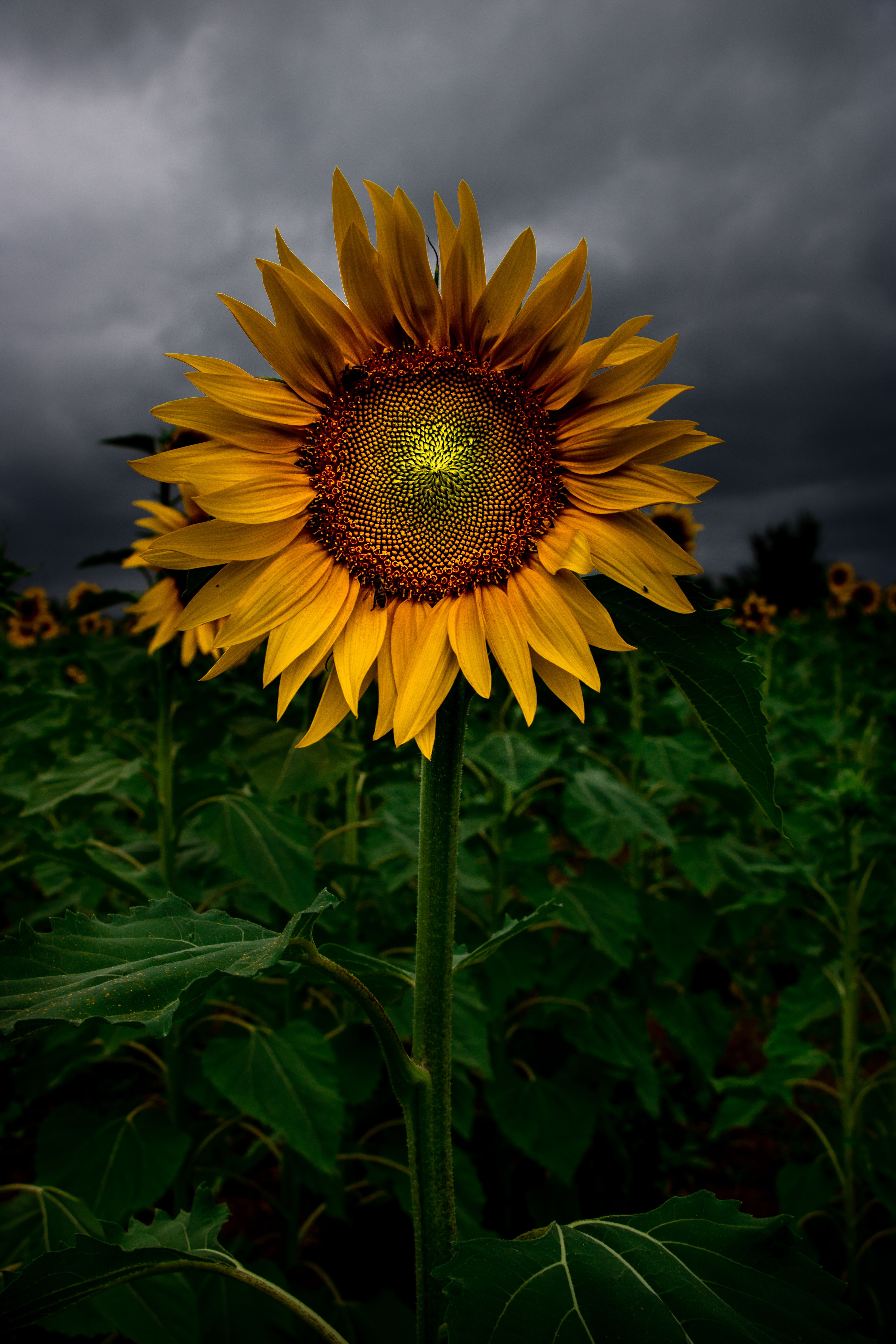 Yellow Sunflower in Close-up Photography · Free Stock Photo