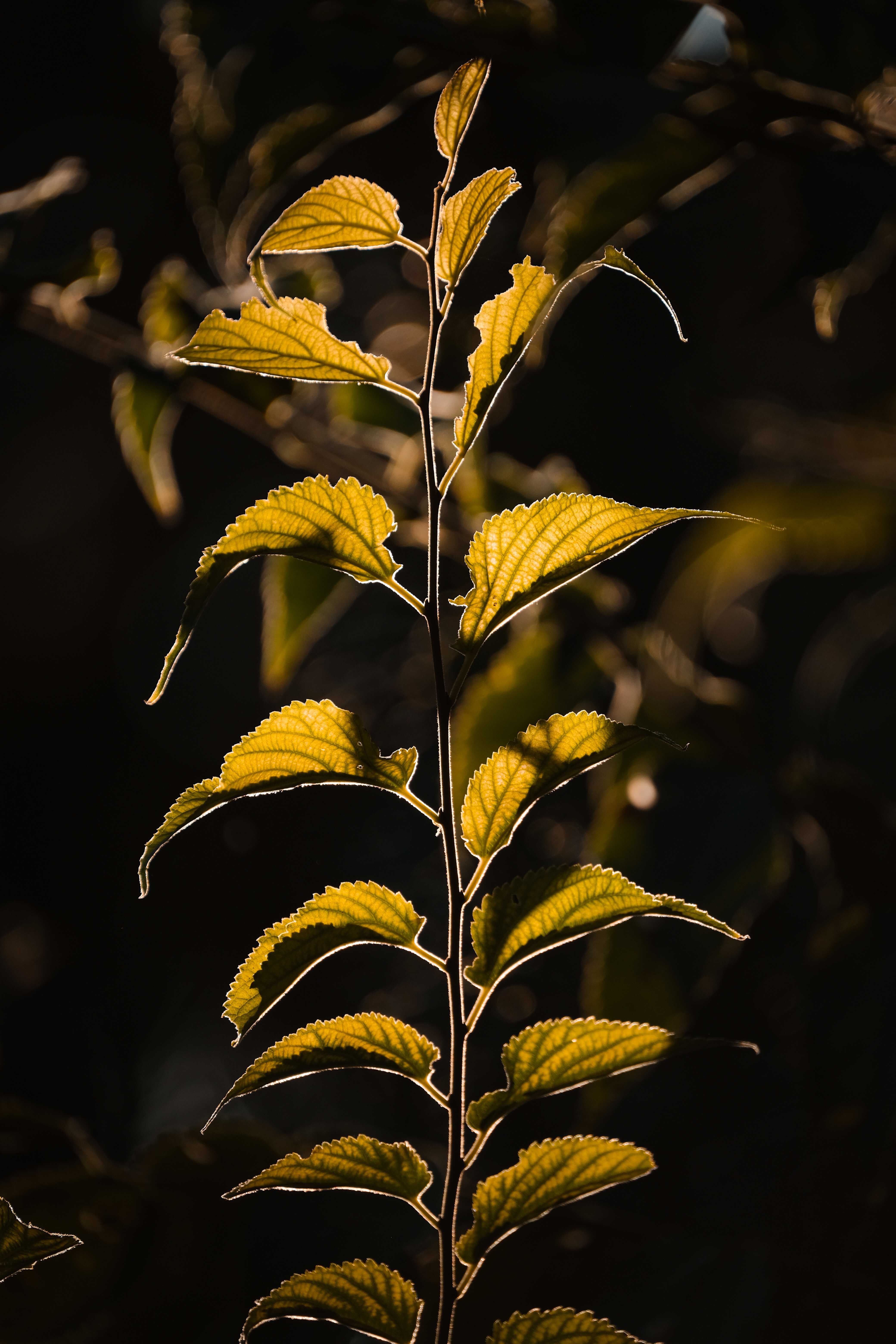 Branch of exotic red palulu plant growing in tropical garden · Free ...