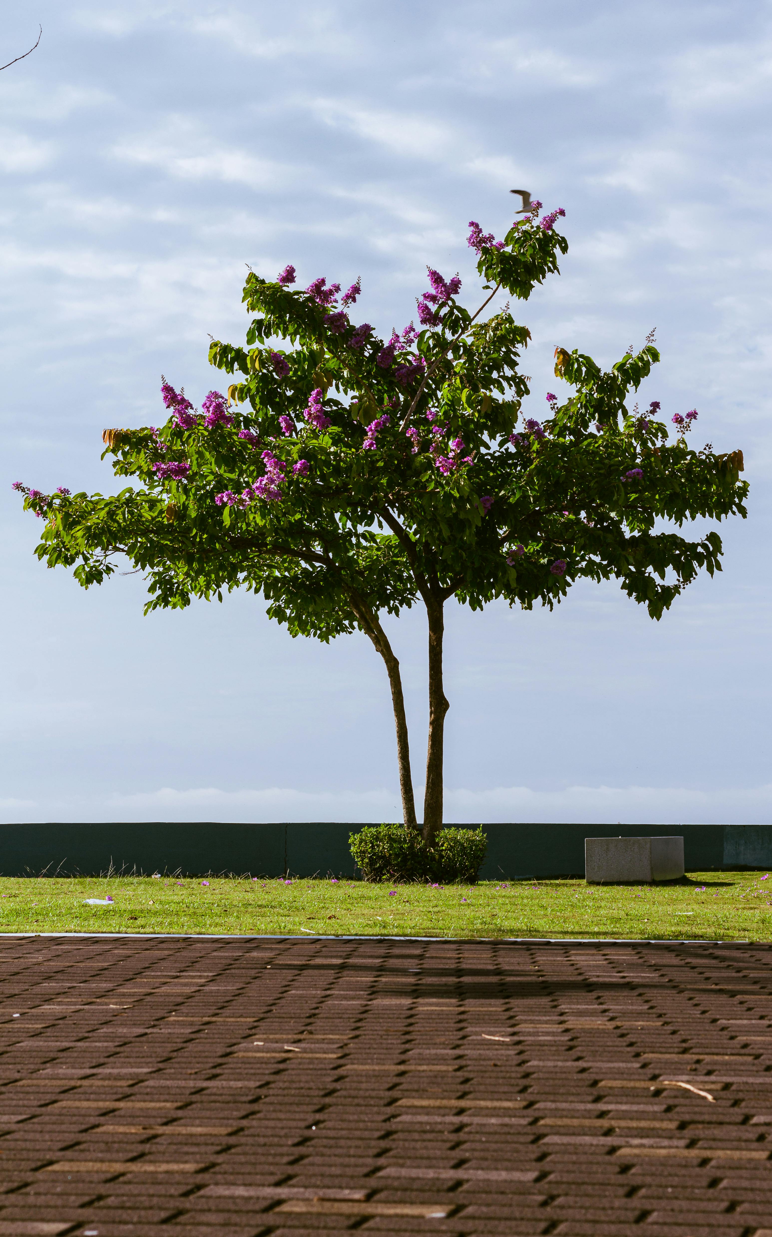 Pride of India Tree at the Park · Free Stock Photo