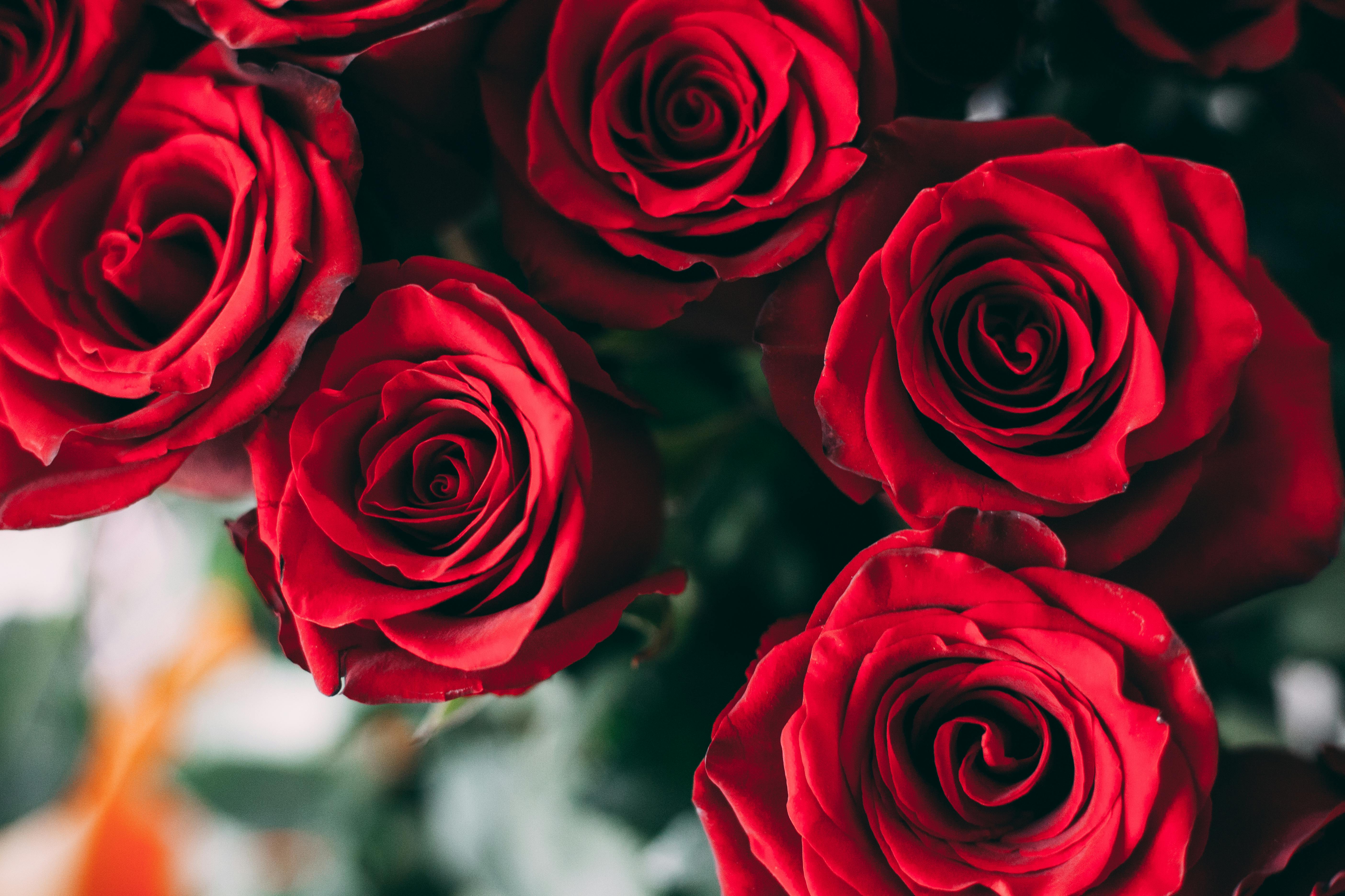 Red Roses · Free Stock Photo