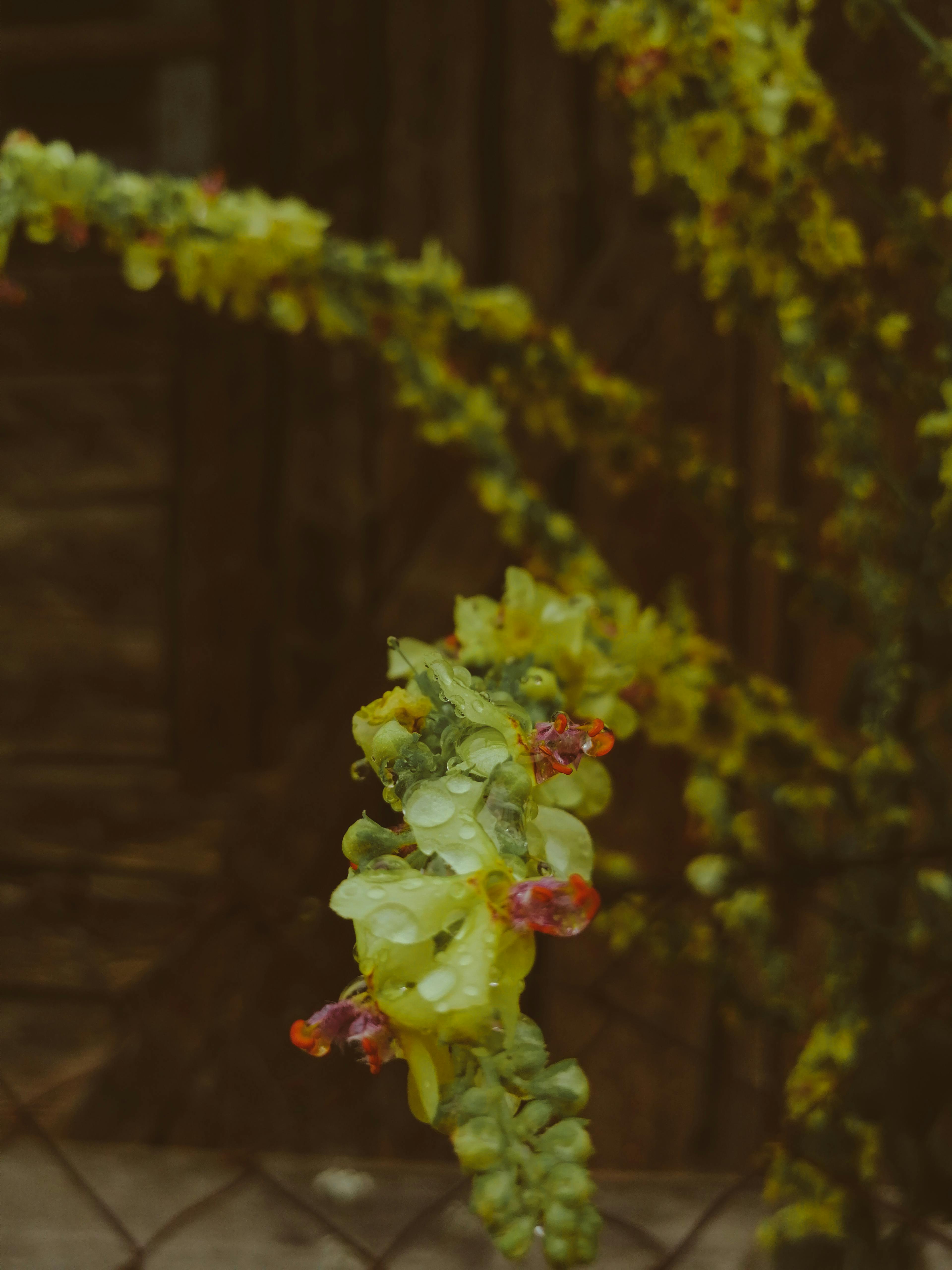 Mavera Photography - Photography