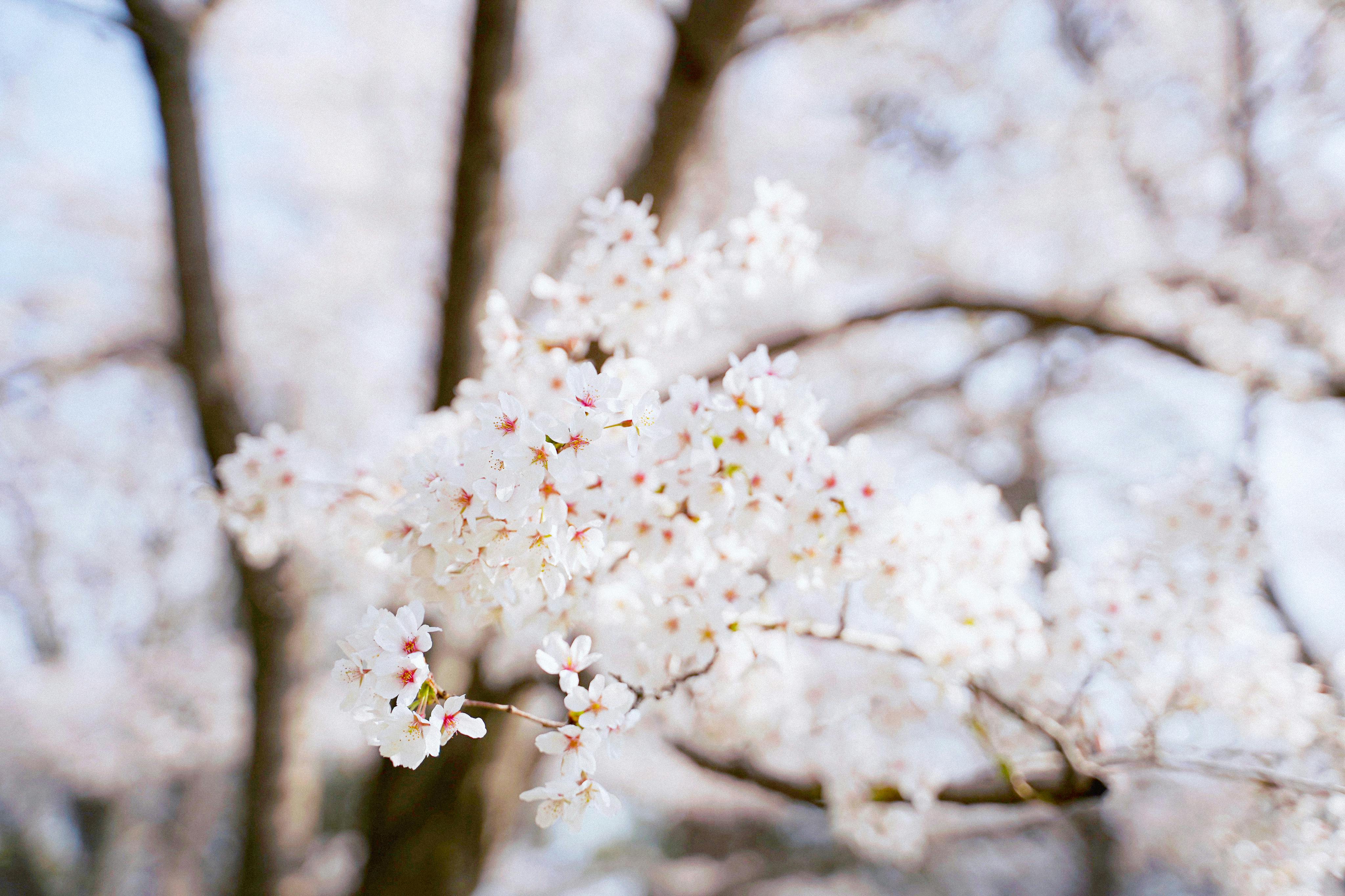 White Cherry Blossom Flowers in Close-Up Photography · Free Stock Photo