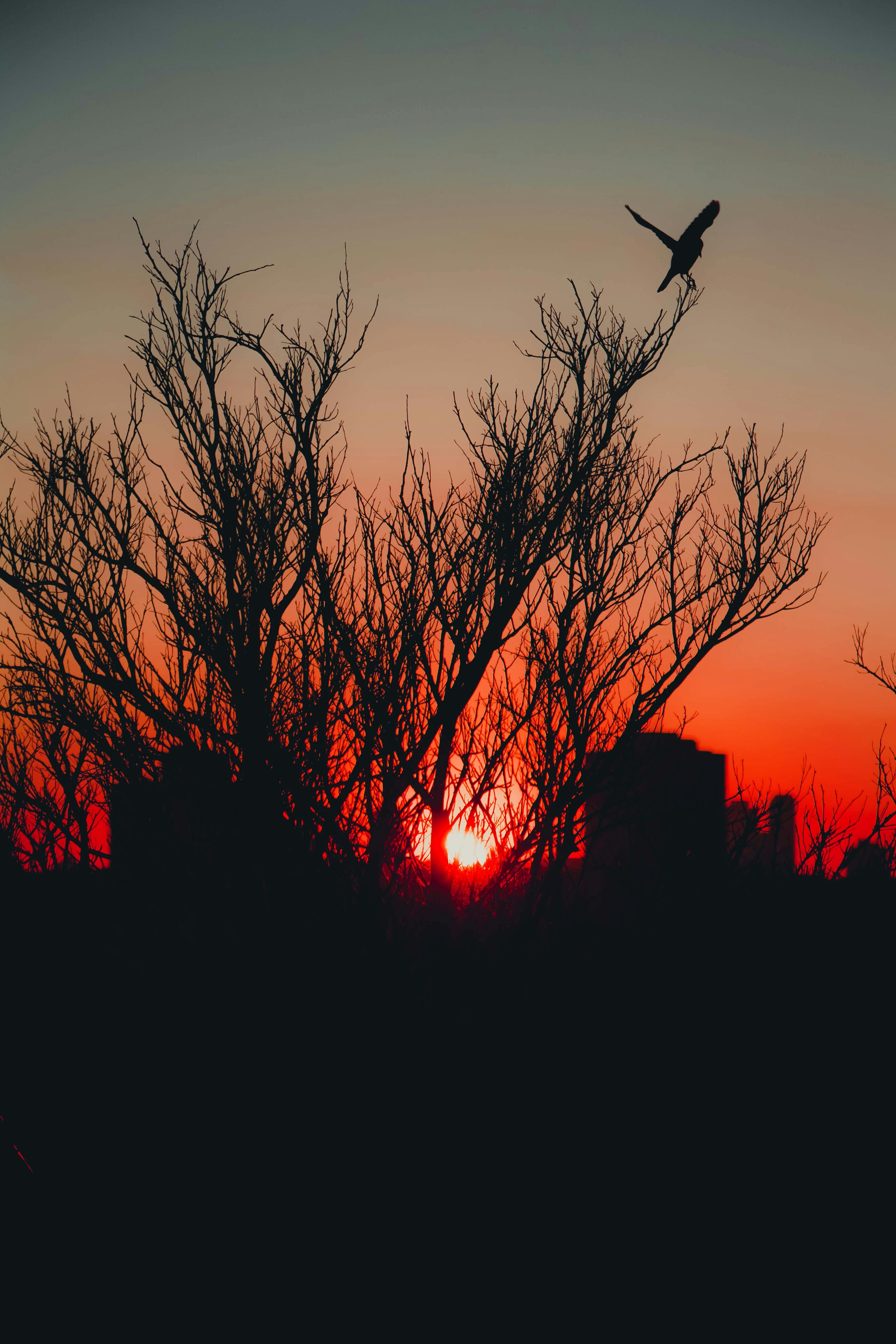 Bird flying in sunset sky · Free Stock Photo