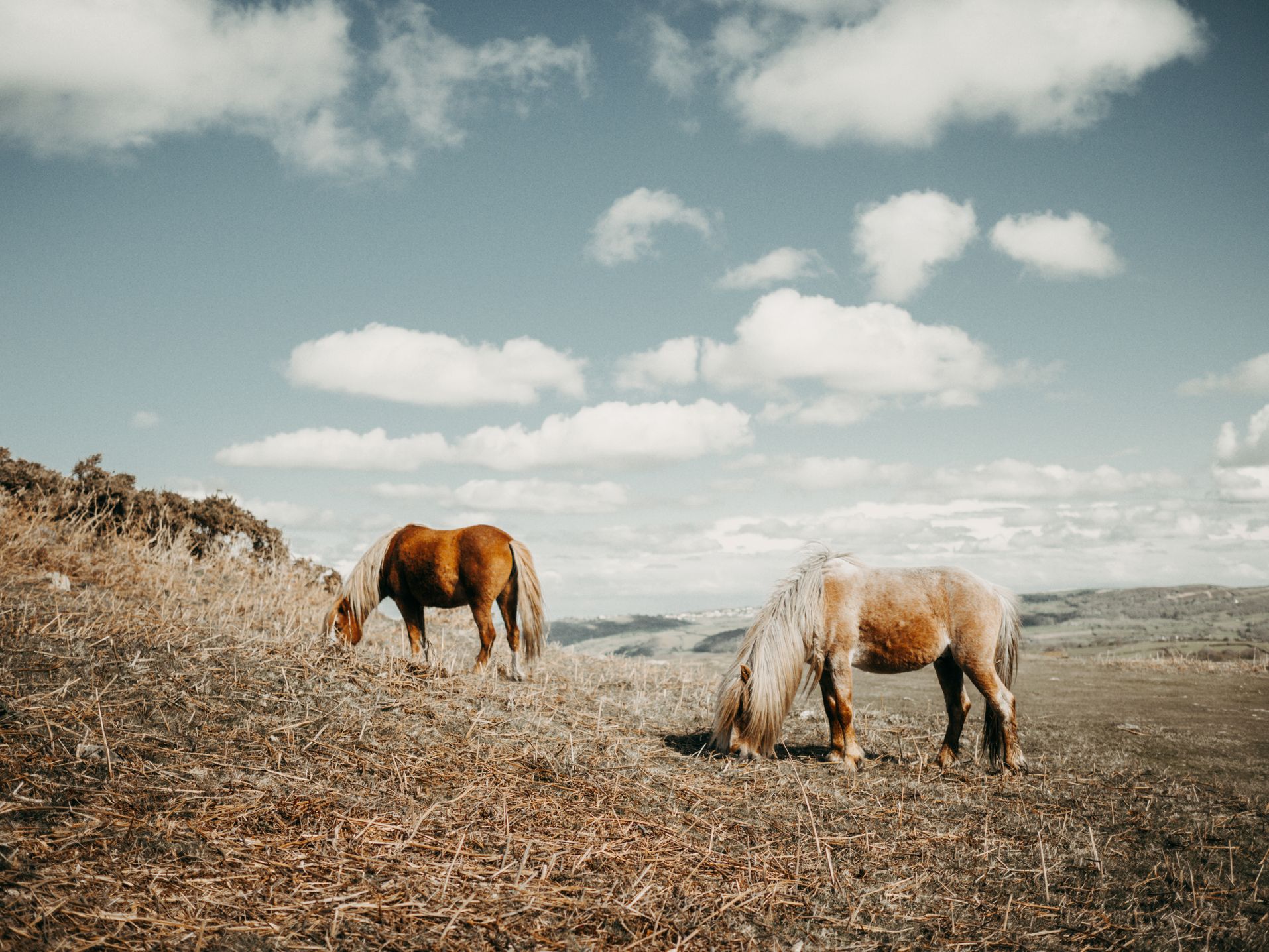 Feral Horses: Exploring Their Lives Around the World