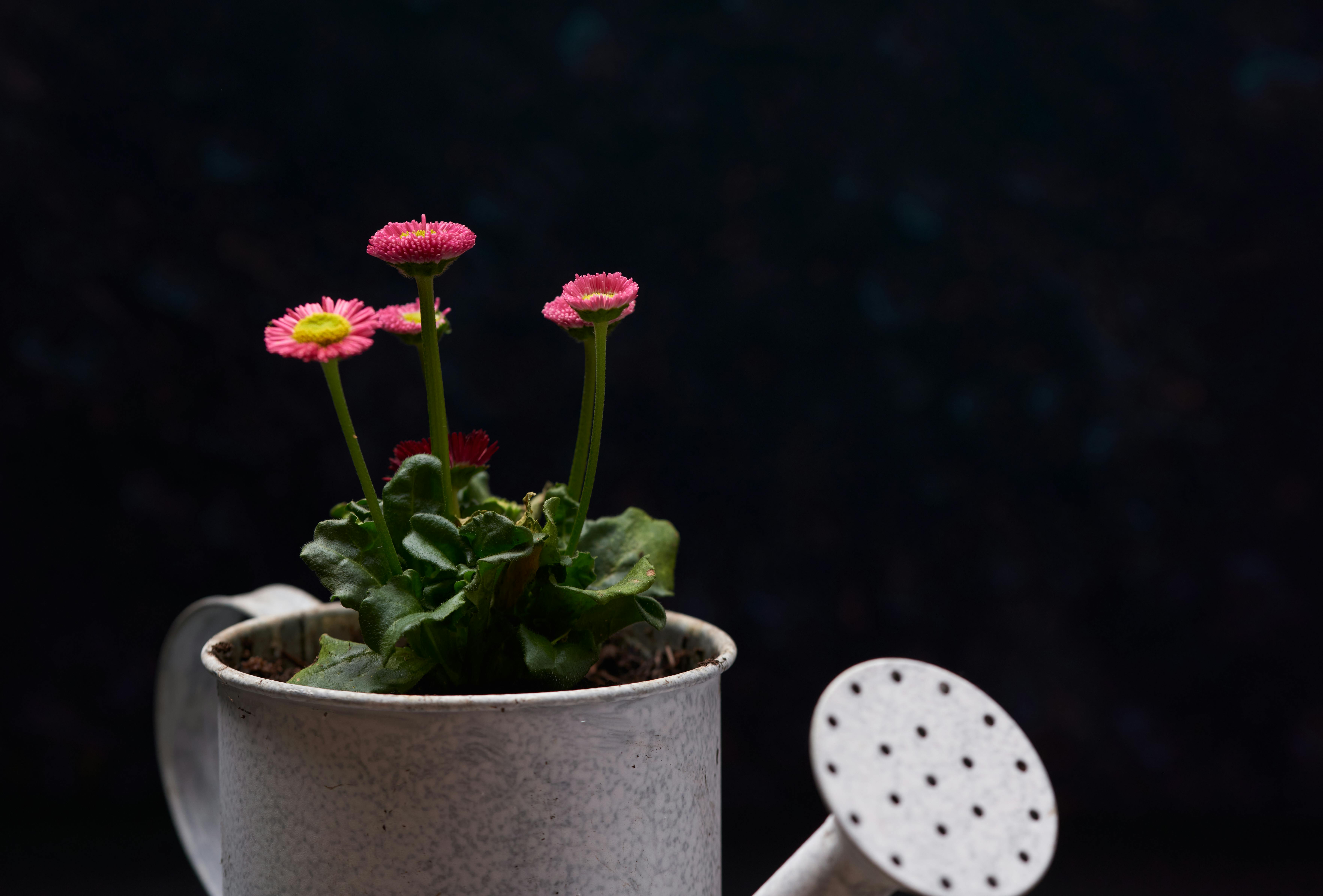 Photo of Yellow Coneflowers in a Watering Can · Free Stock Photo