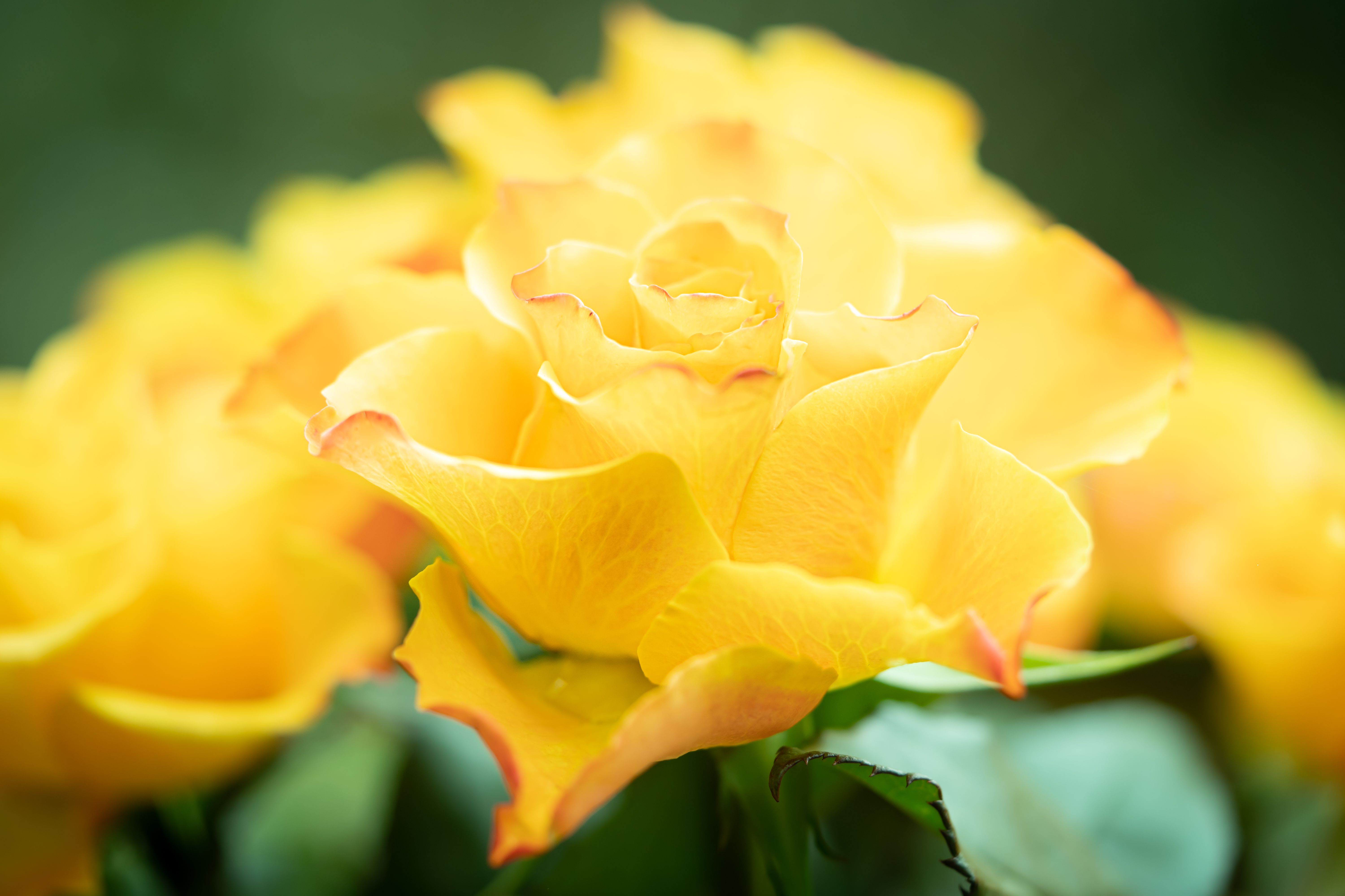 Yellow Rose Flower in Close Up Shot · Free Stock Photo