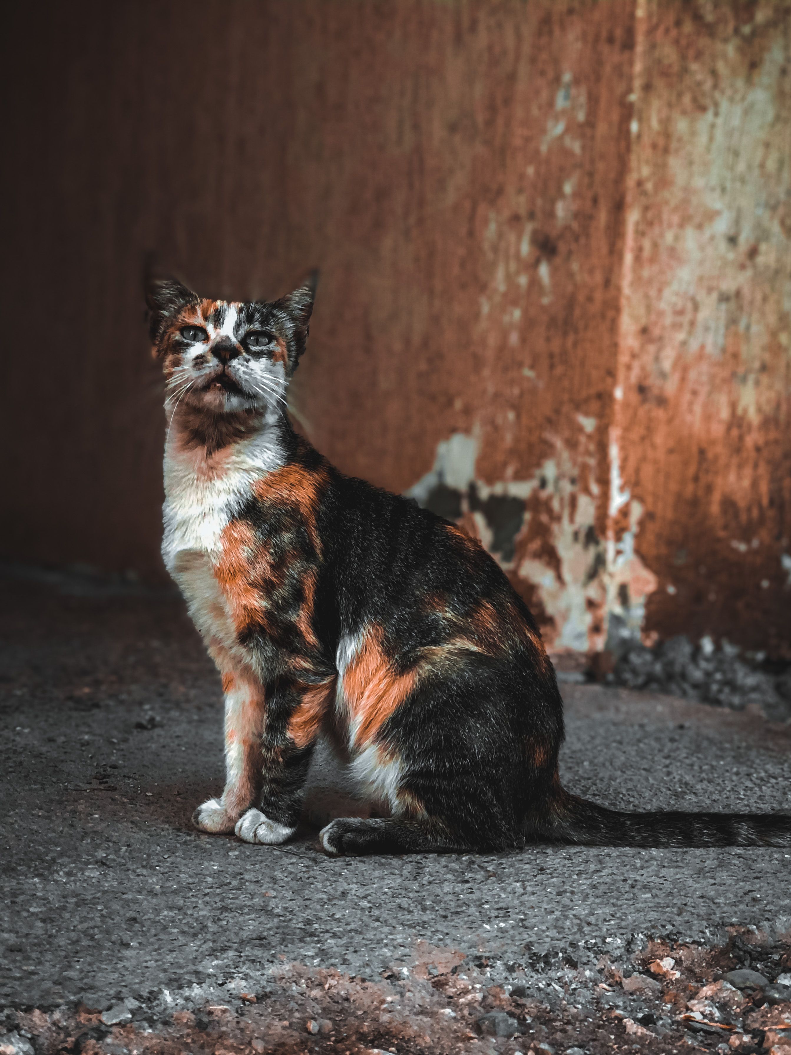 Cats in a Backyard · Free Stock Photo