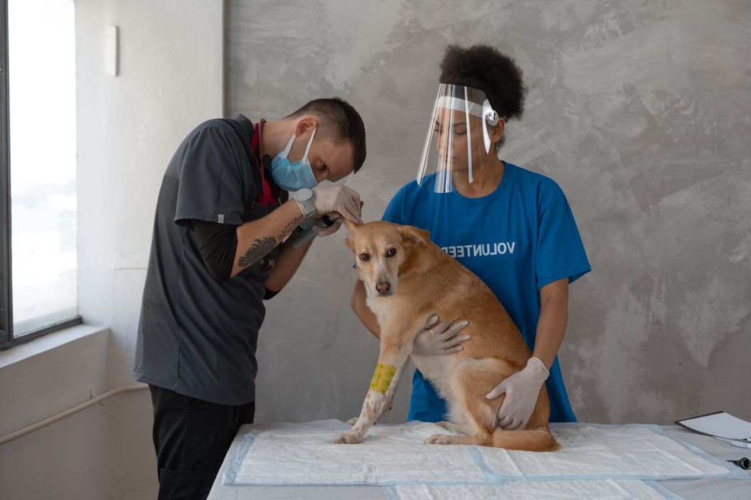 Understanding Canine Bowel Cancer Diagnosis and Prognosis