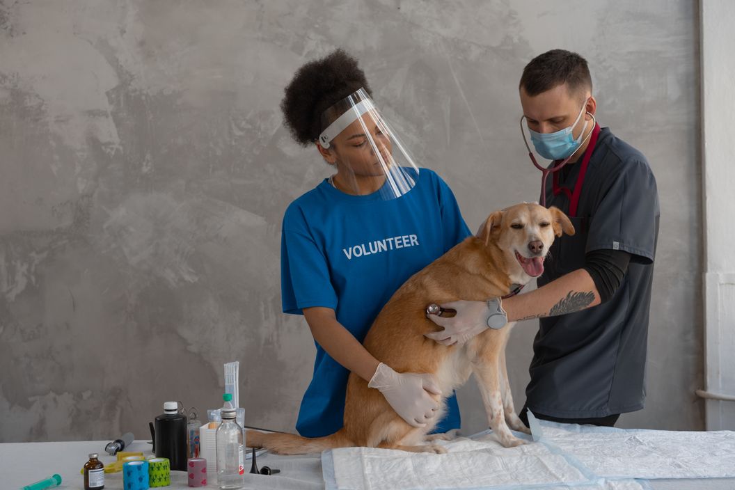 Can You Catch Pinworms from Dogs? Facts and Prevention Tips