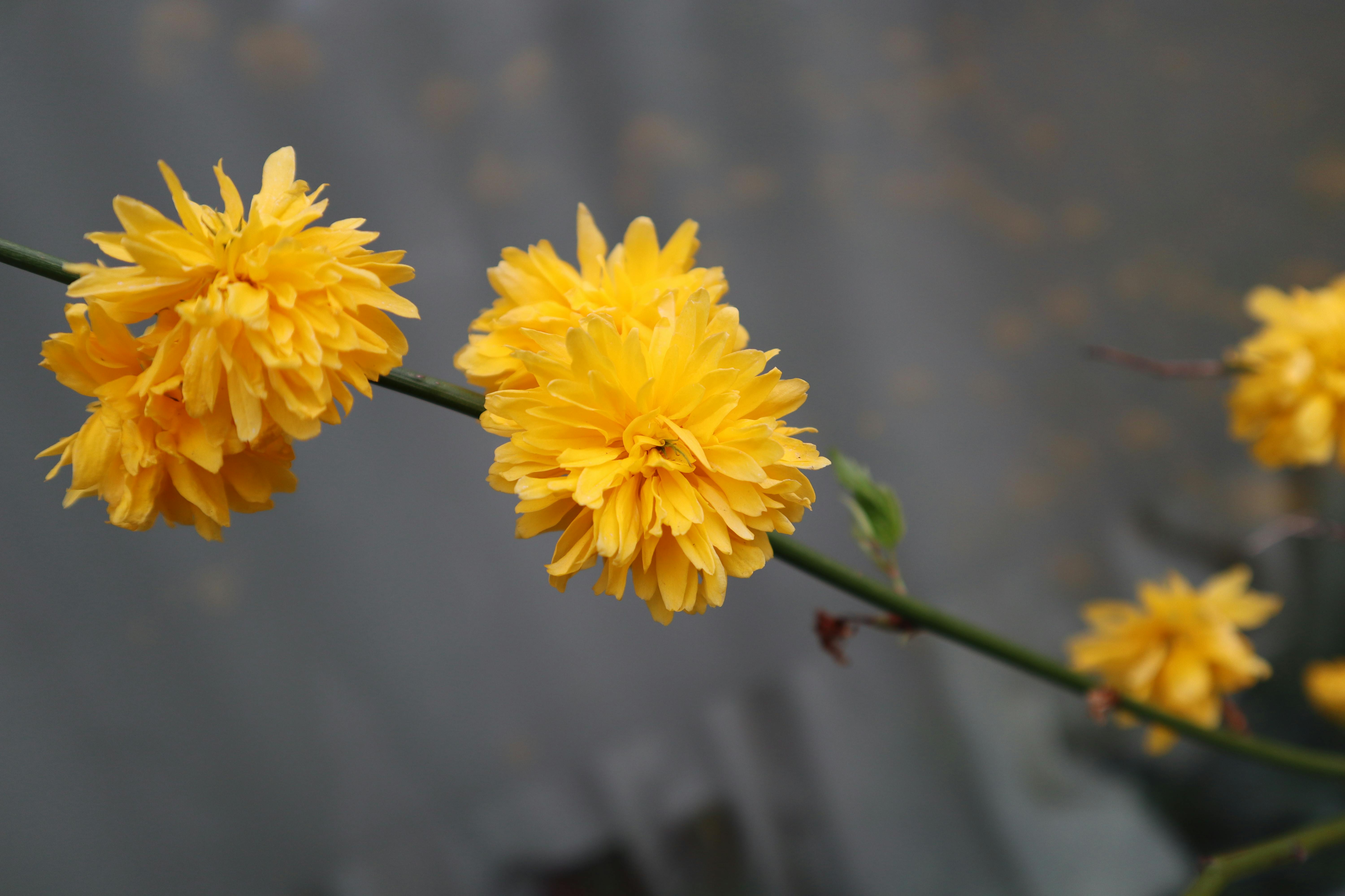 Flowers 12 Photos & Videos Collected by Zack Tu Nan