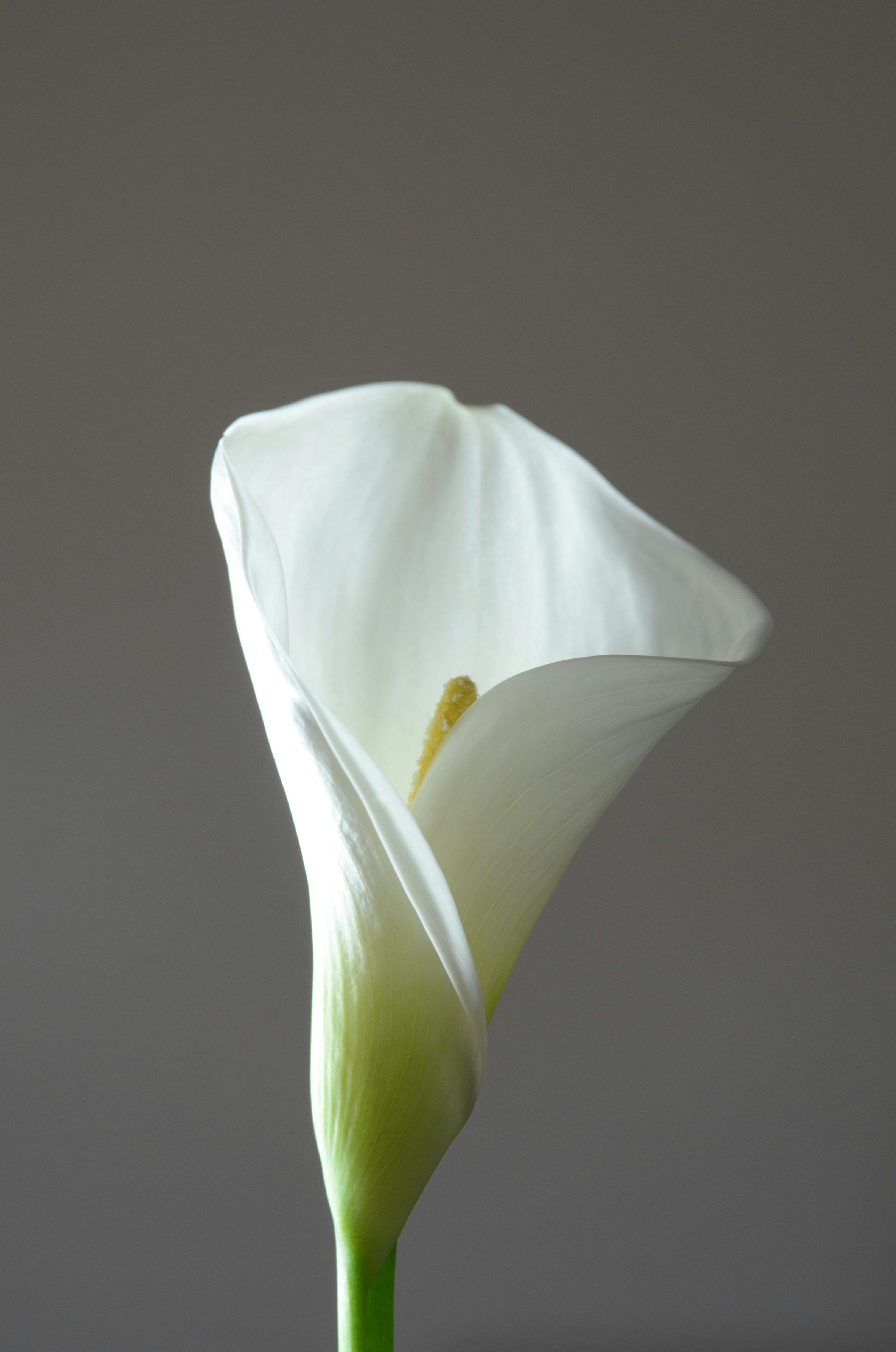 Beautiful White Flowers on a Surface · Free Stock Photo