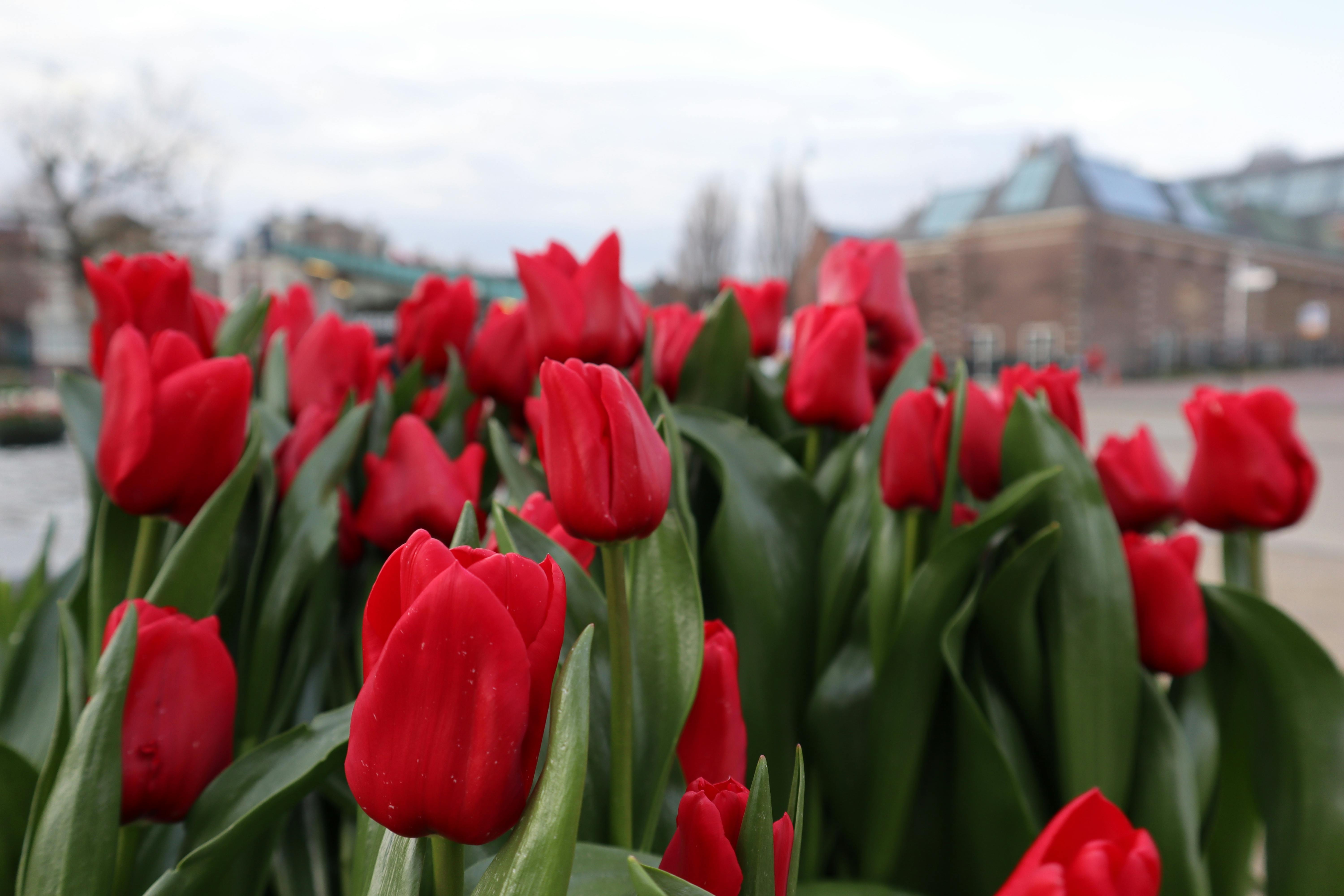 Flowers 12 Photos & Videos Collected by Zack Tu Nan