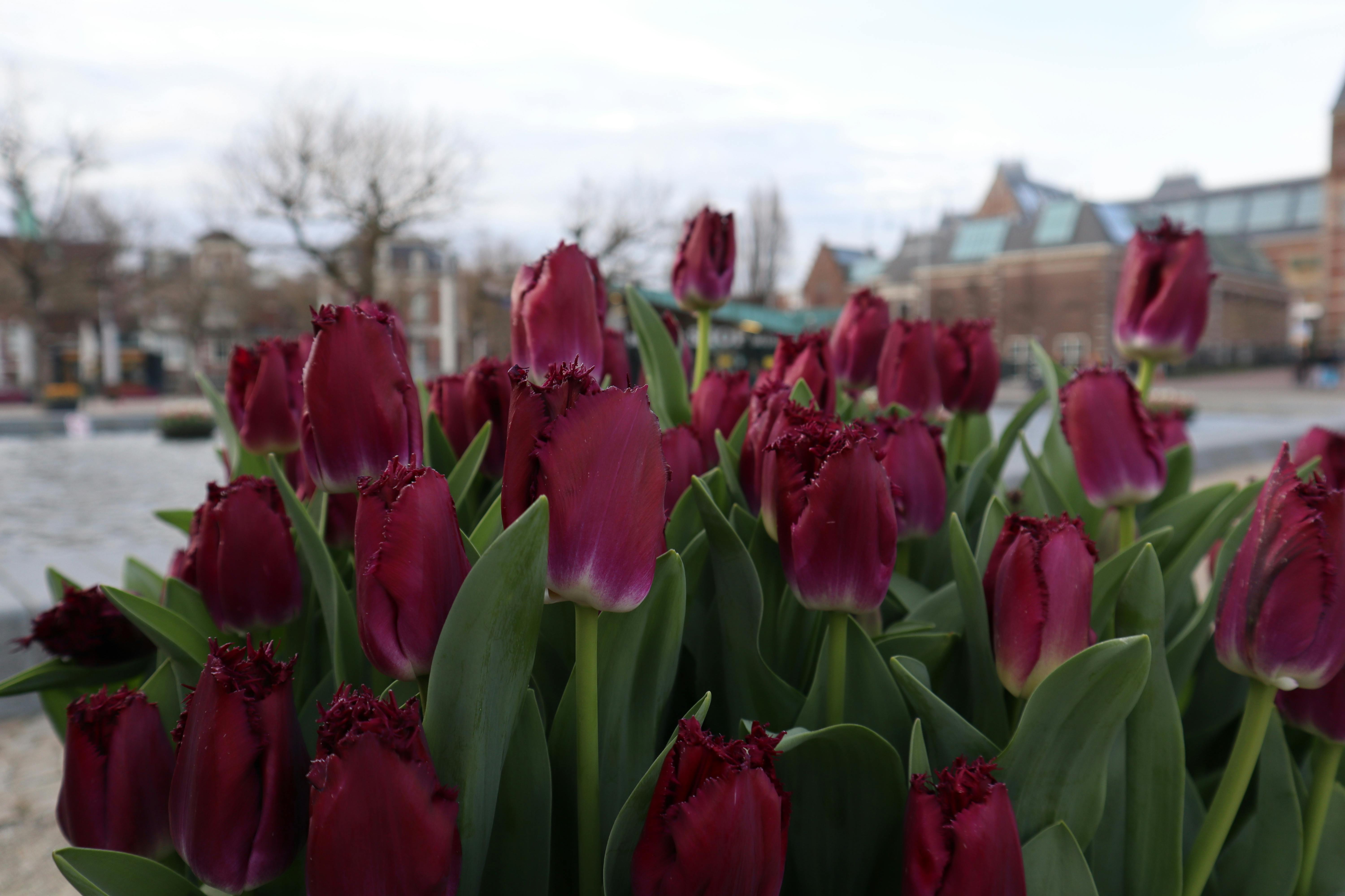 Flowers 12 Photos & Videos Collected by Zack Tu Nan