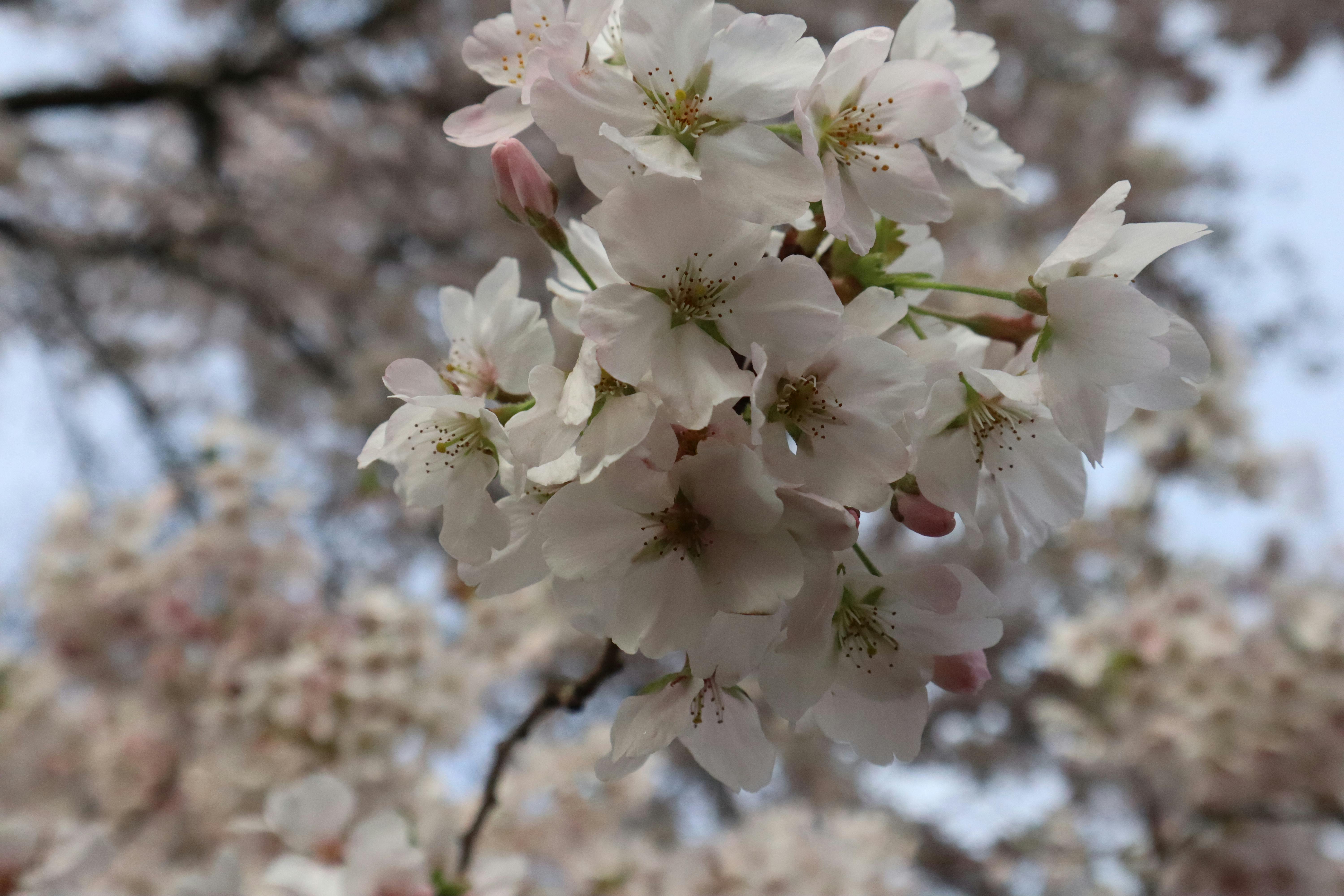 Flowers 12 Photos & Videos Collected by Zack Tu Nan