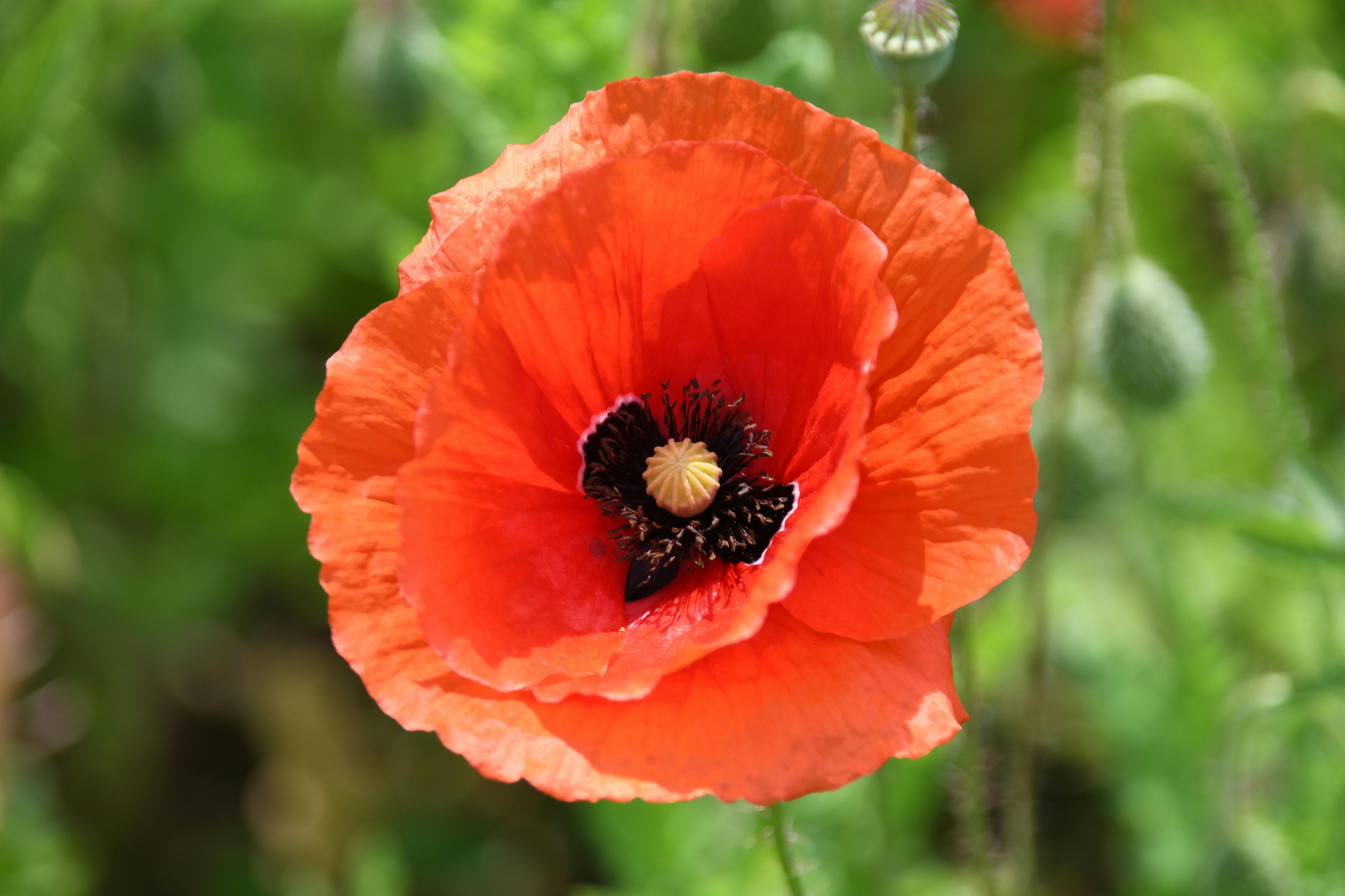 Red Common Poppy Flower Field Under the Cloudy Sky · Free Stock Photo