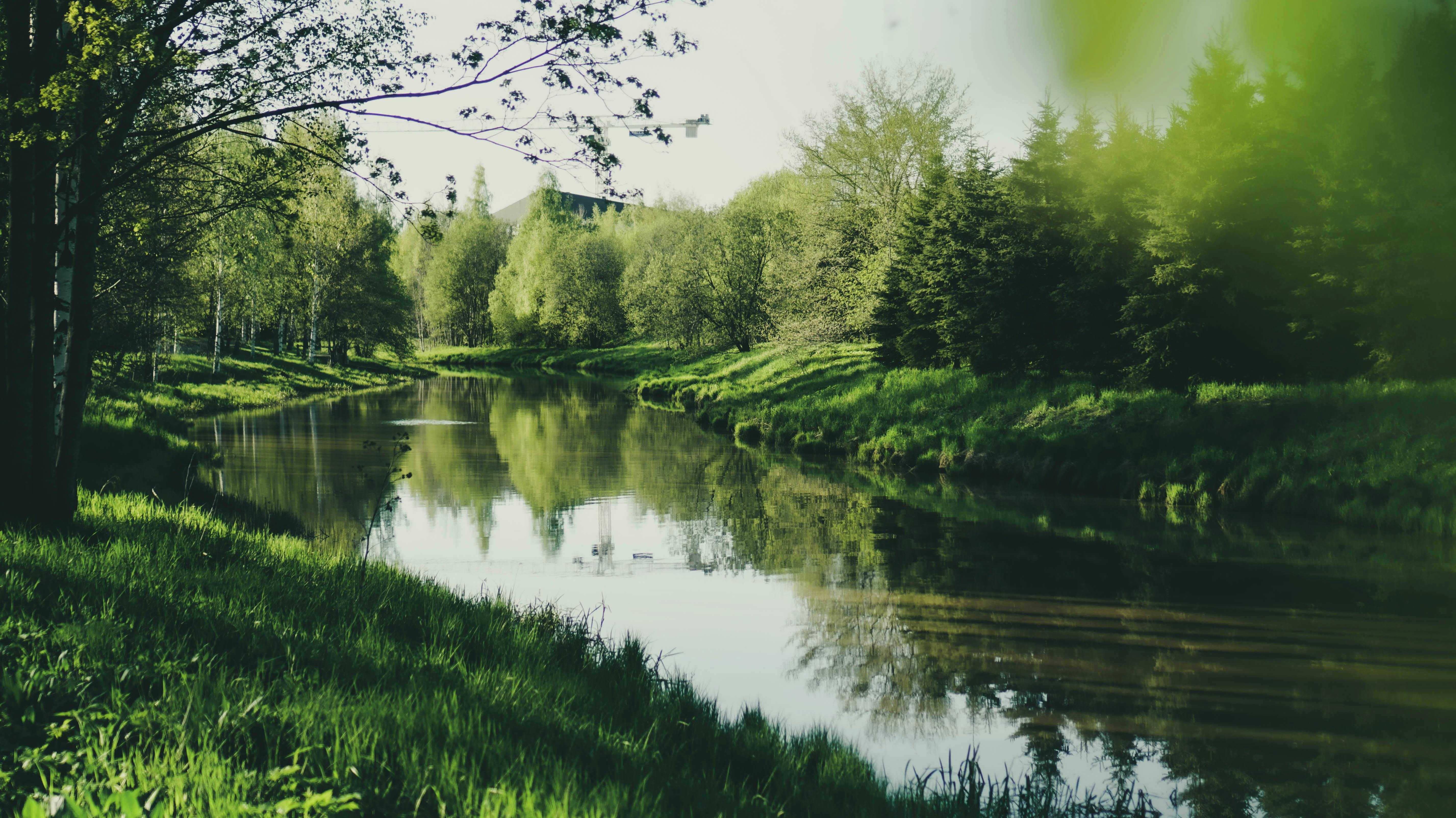 A River Between Green Trees and Grass · Free Stock Photo