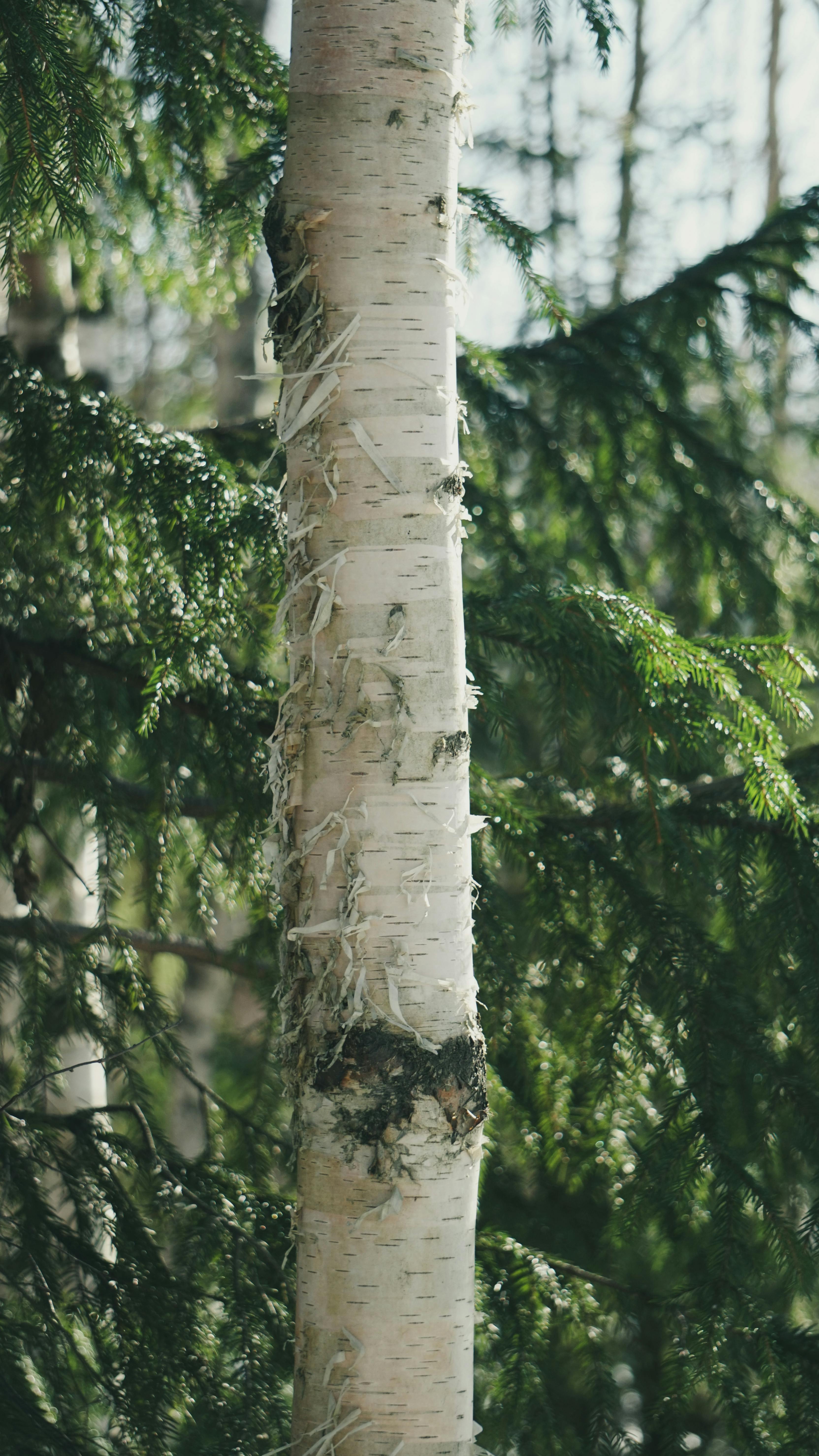 Birch Bark Photos, Download The BEST Free Birch Bark Stock Photos & HD ...