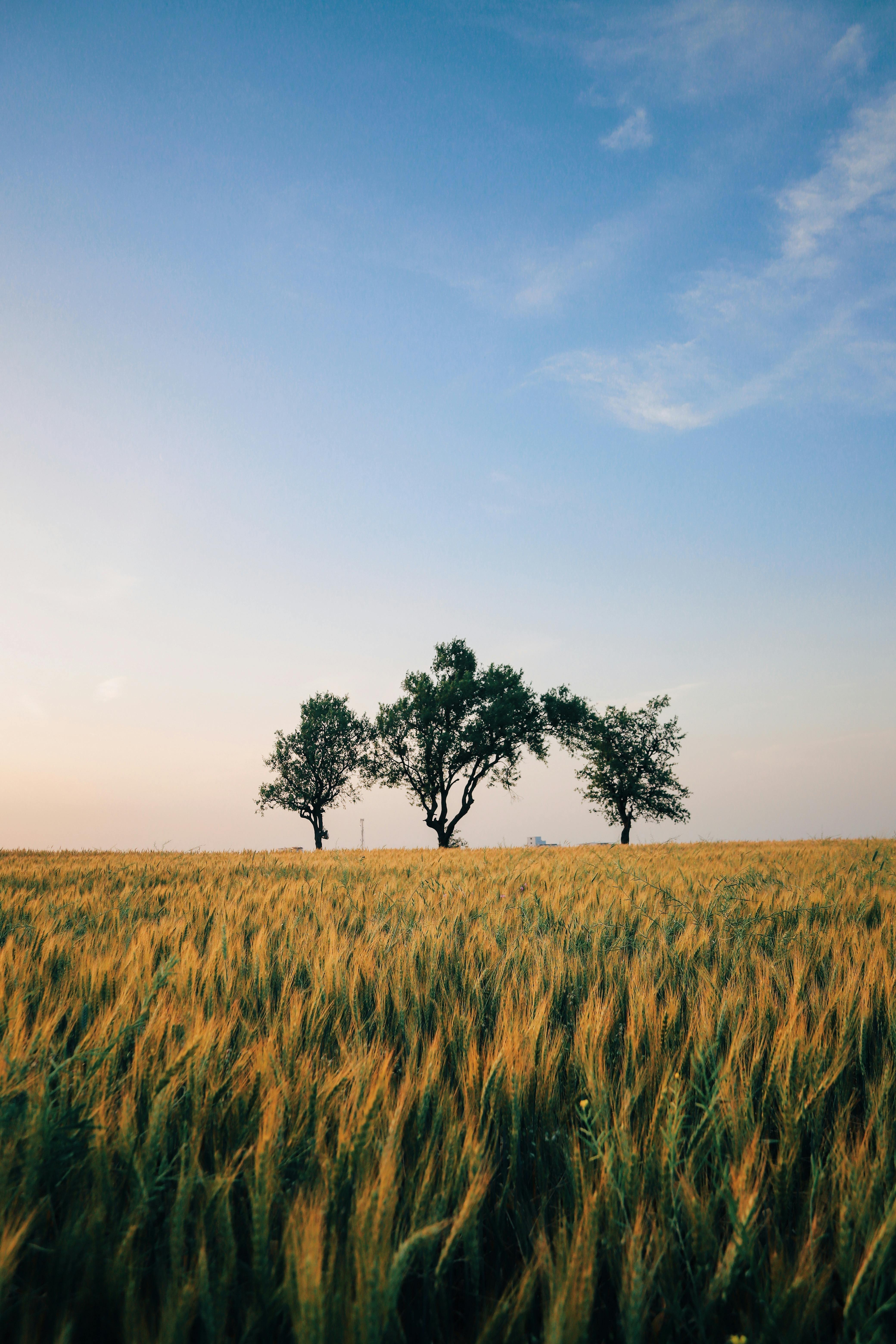 Landscape of Cropland and Trees · Free Stock Photo
