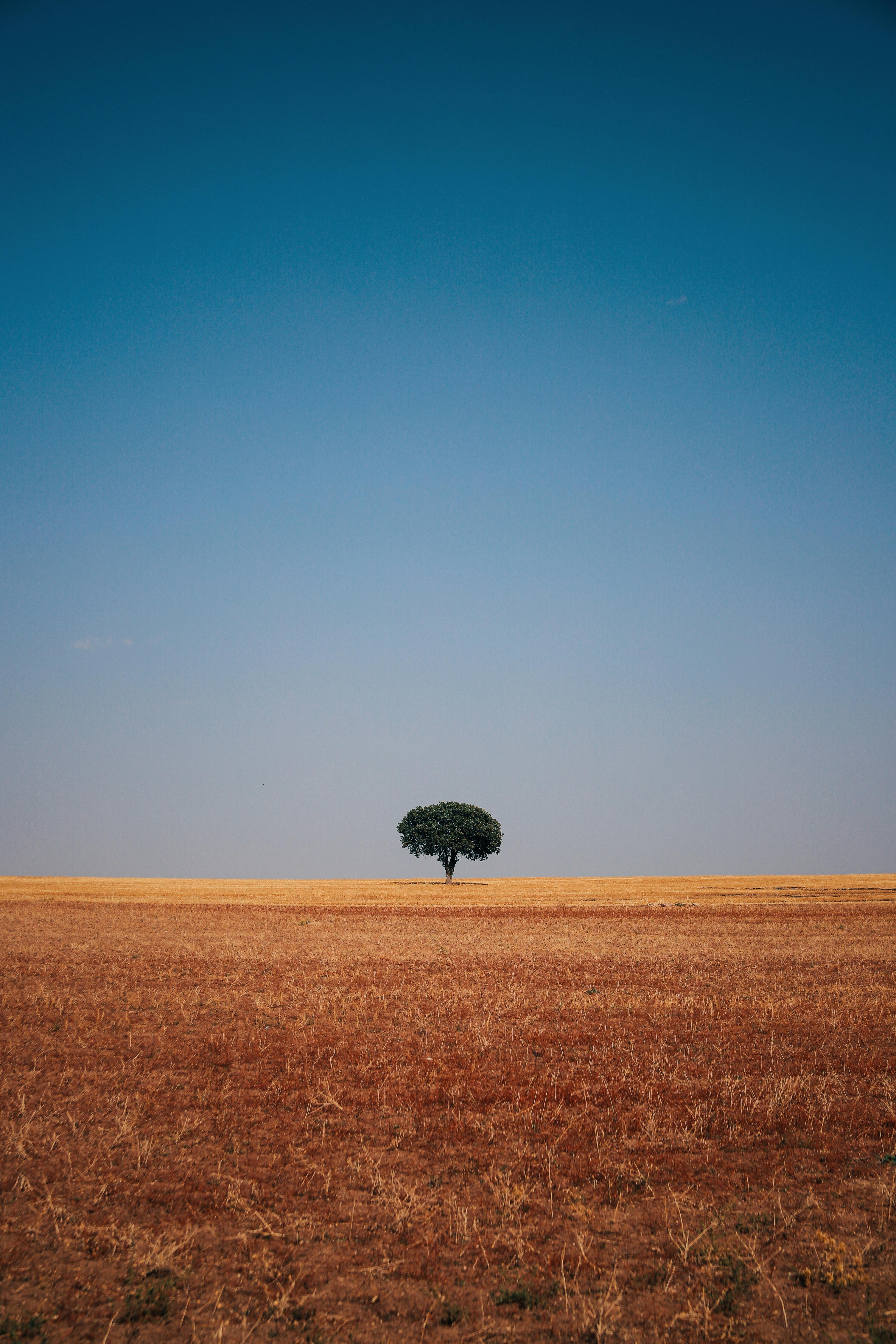 Photograph of Tree in a Field · Free Stock Photo