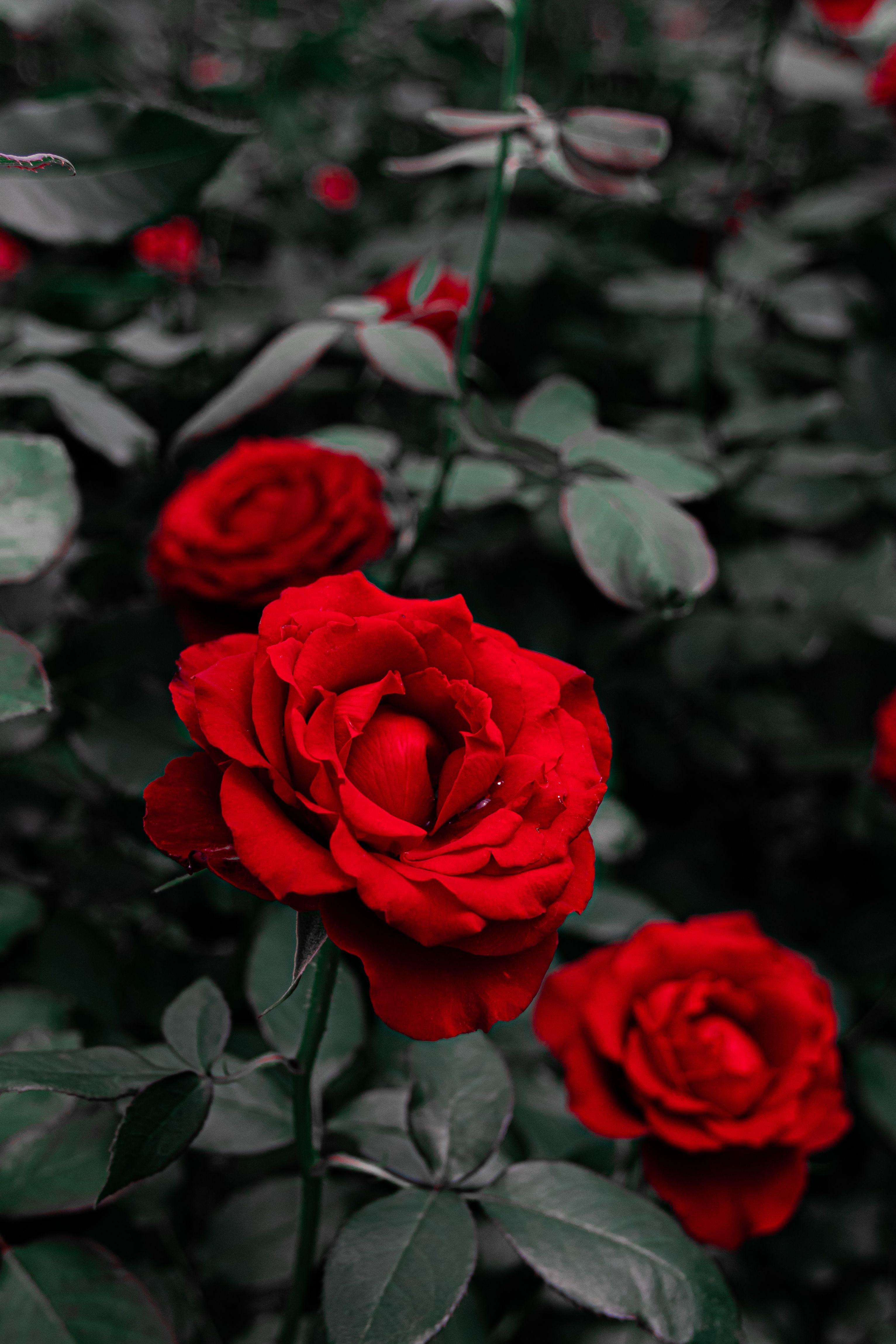 Red Rose in Bloom · Free Stock Photo