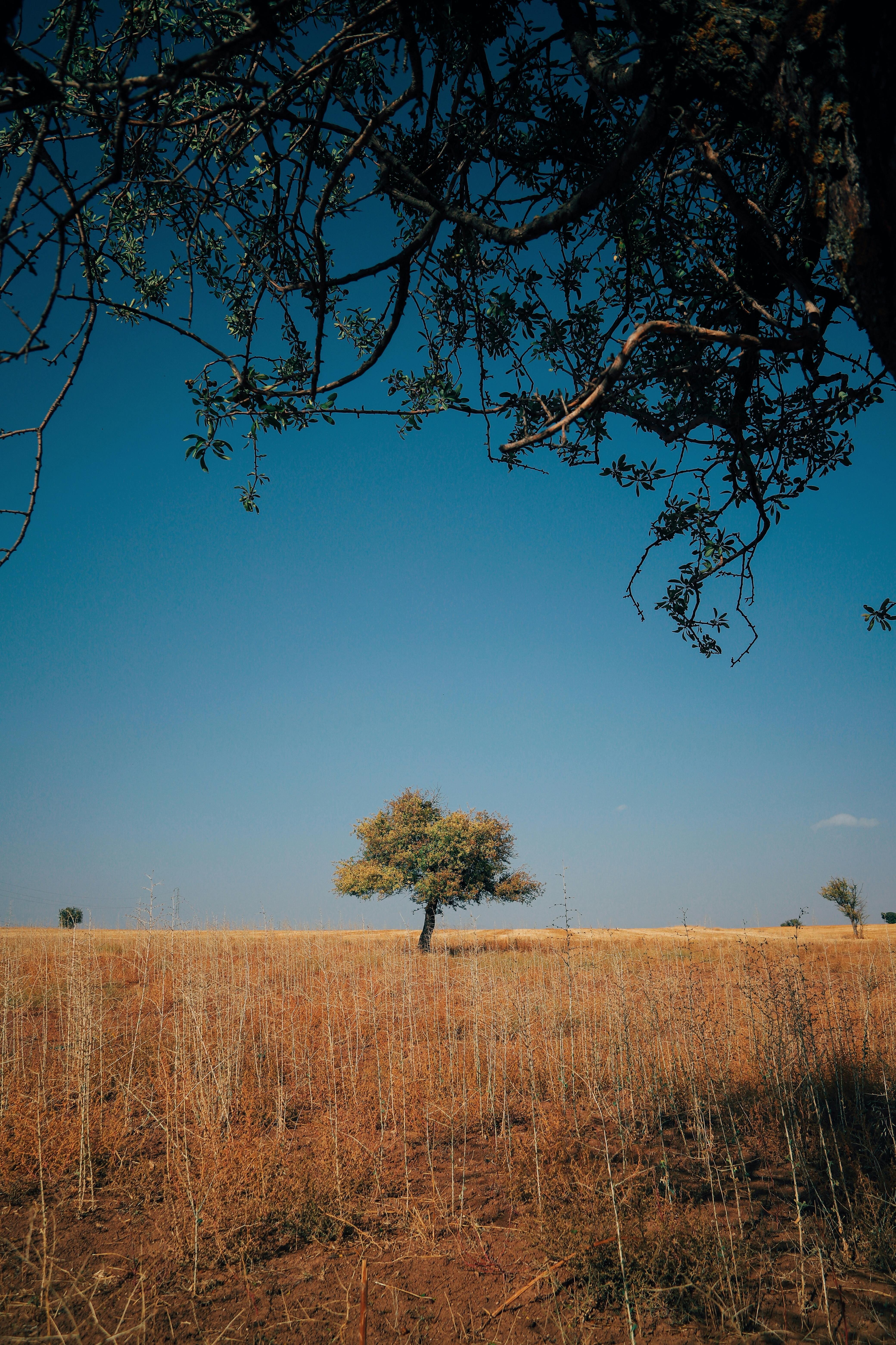 A Tree in a Serene Landscape · Free Stock Photo
