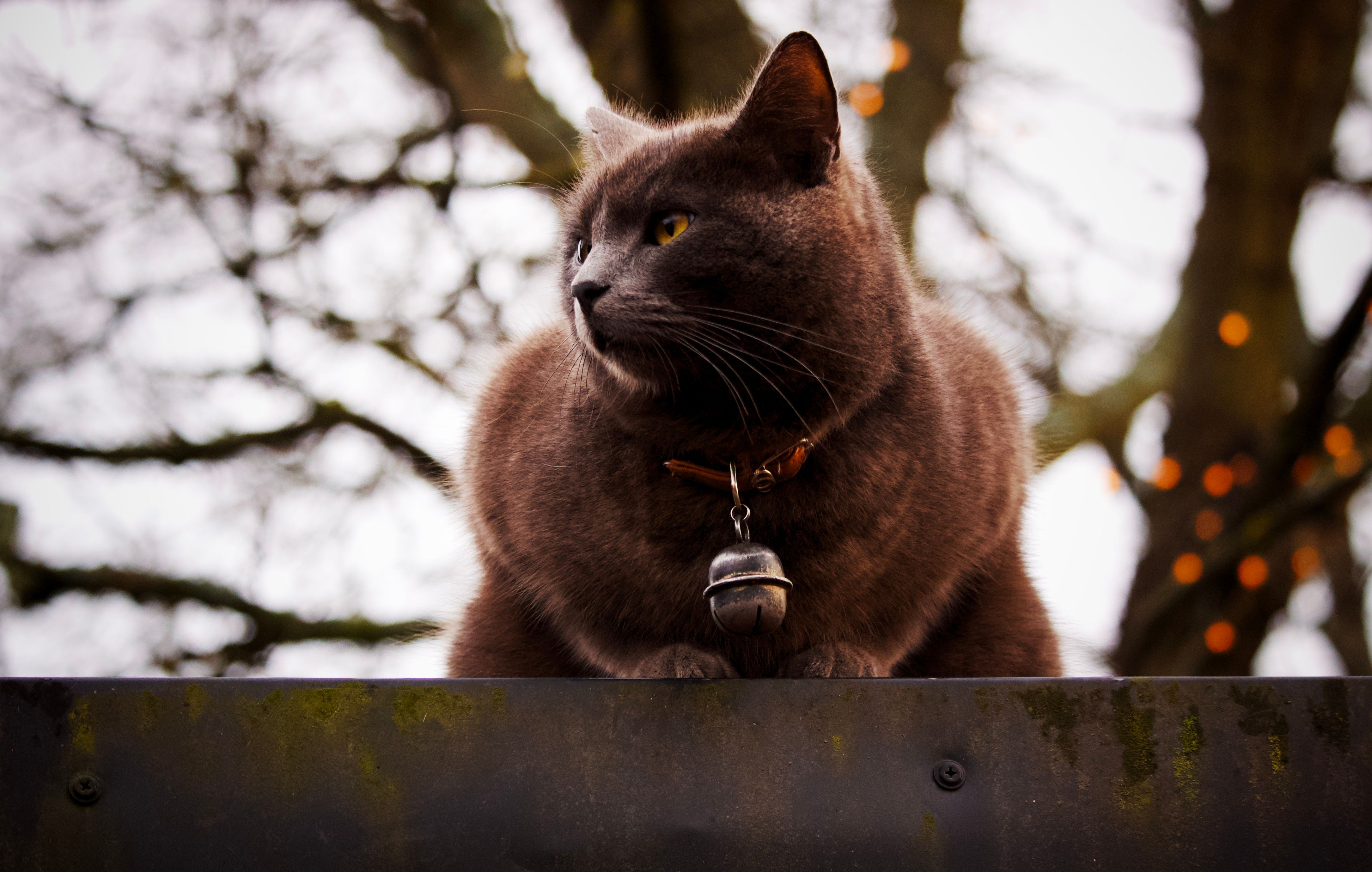 Close Up Shot of a Cat · Free Stock Photo
