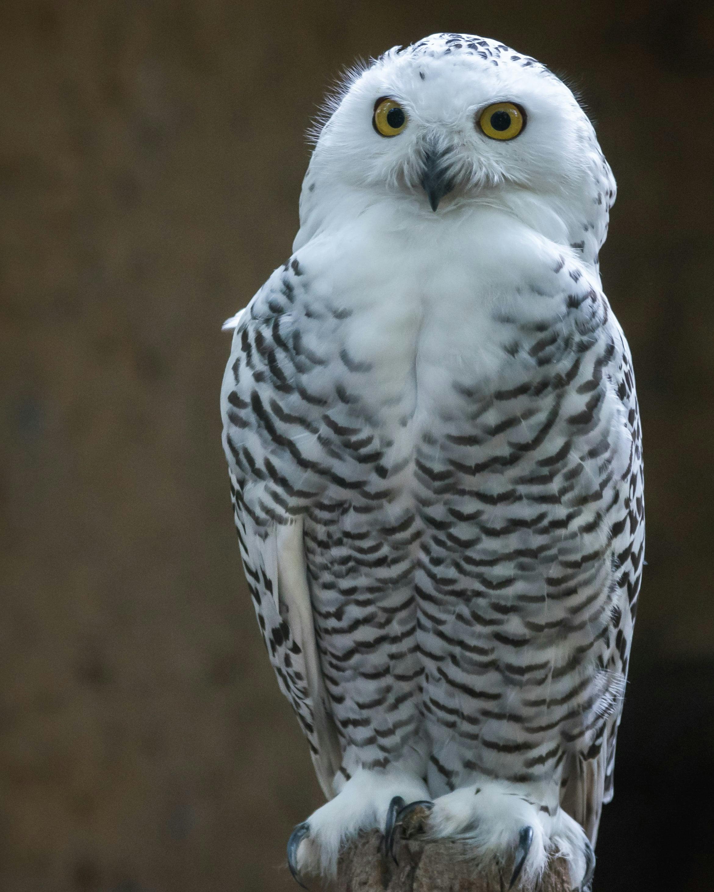 Beautiful Ural Owl Perched on a Log in Forest · Free Stock Photo