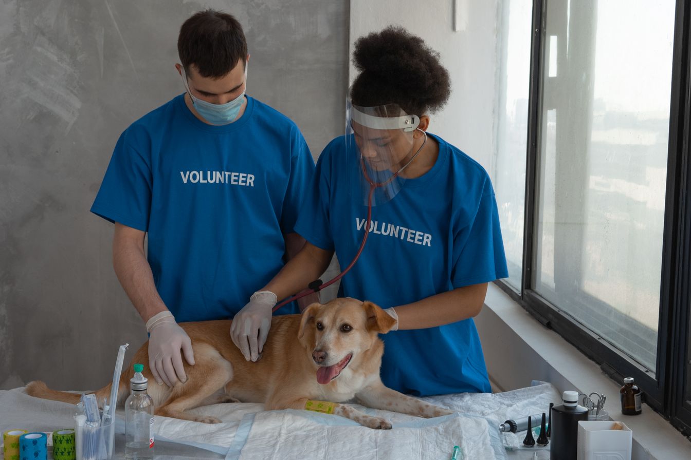 Female Dog Green Discharge: Causes & Veterinary Care Options